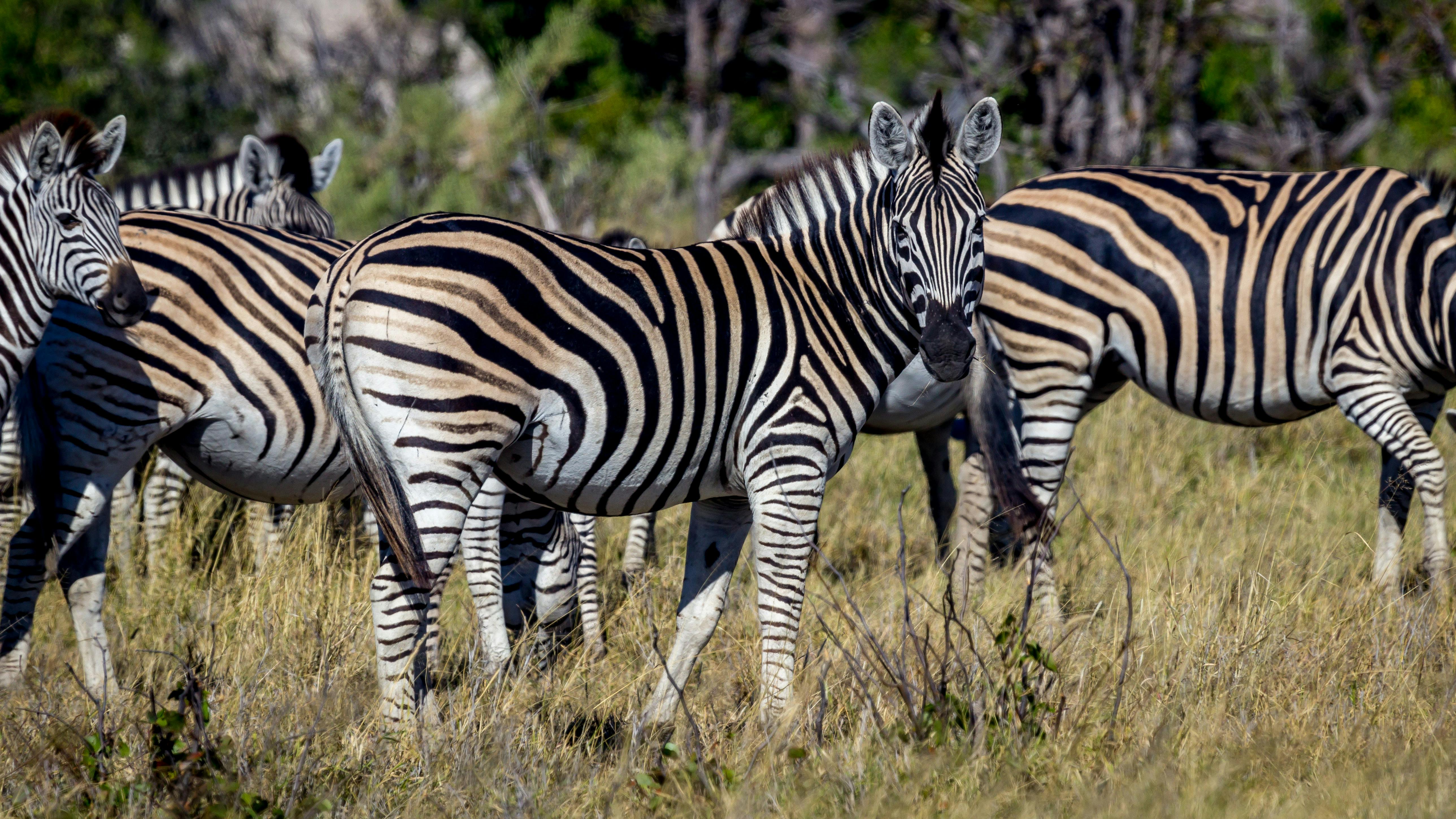 Photo Of Zebras On Grass · Free Stock Photo