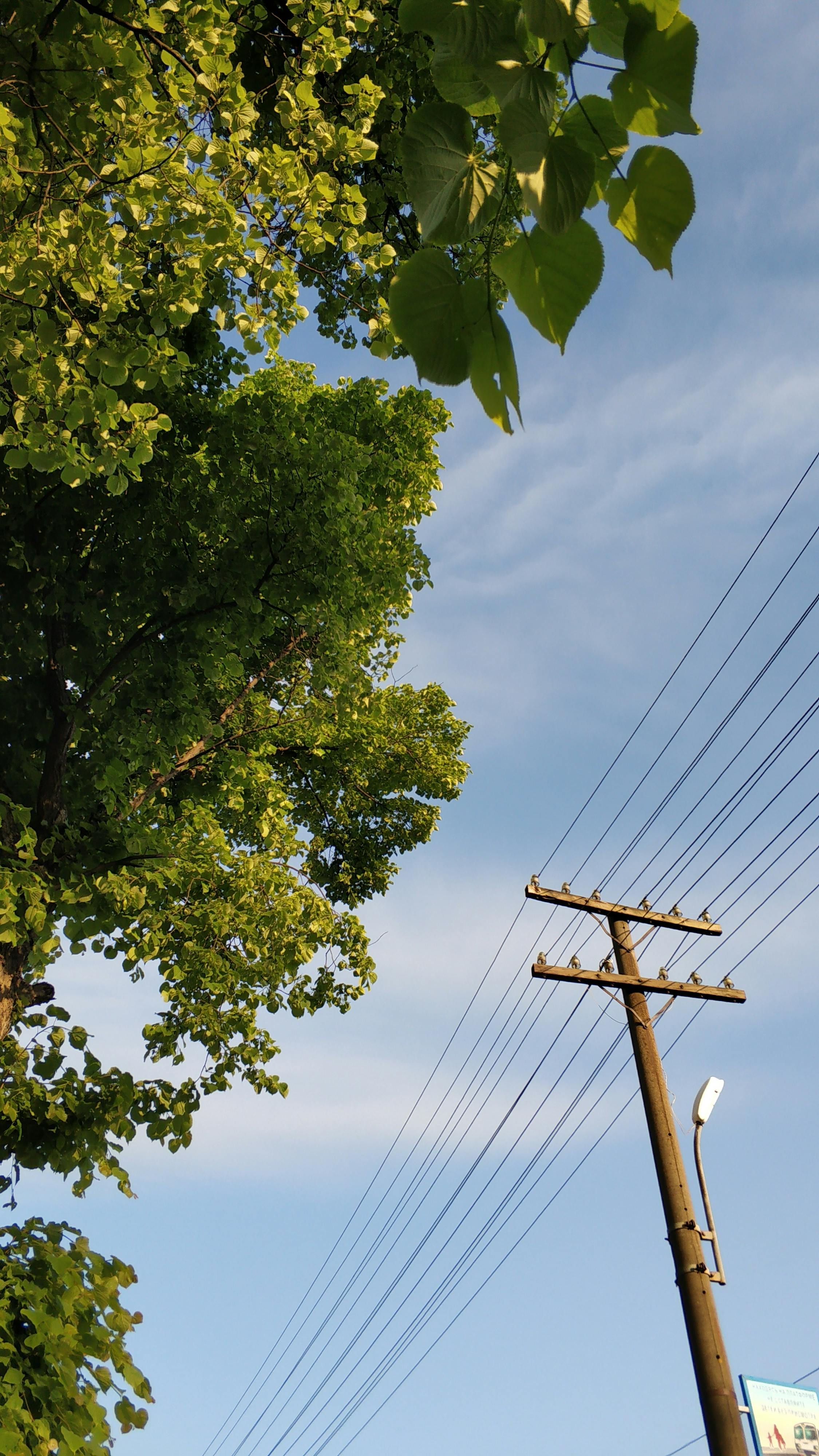 Power Line And Tree Photos, Download The BEST Free Power Line And Tree ...