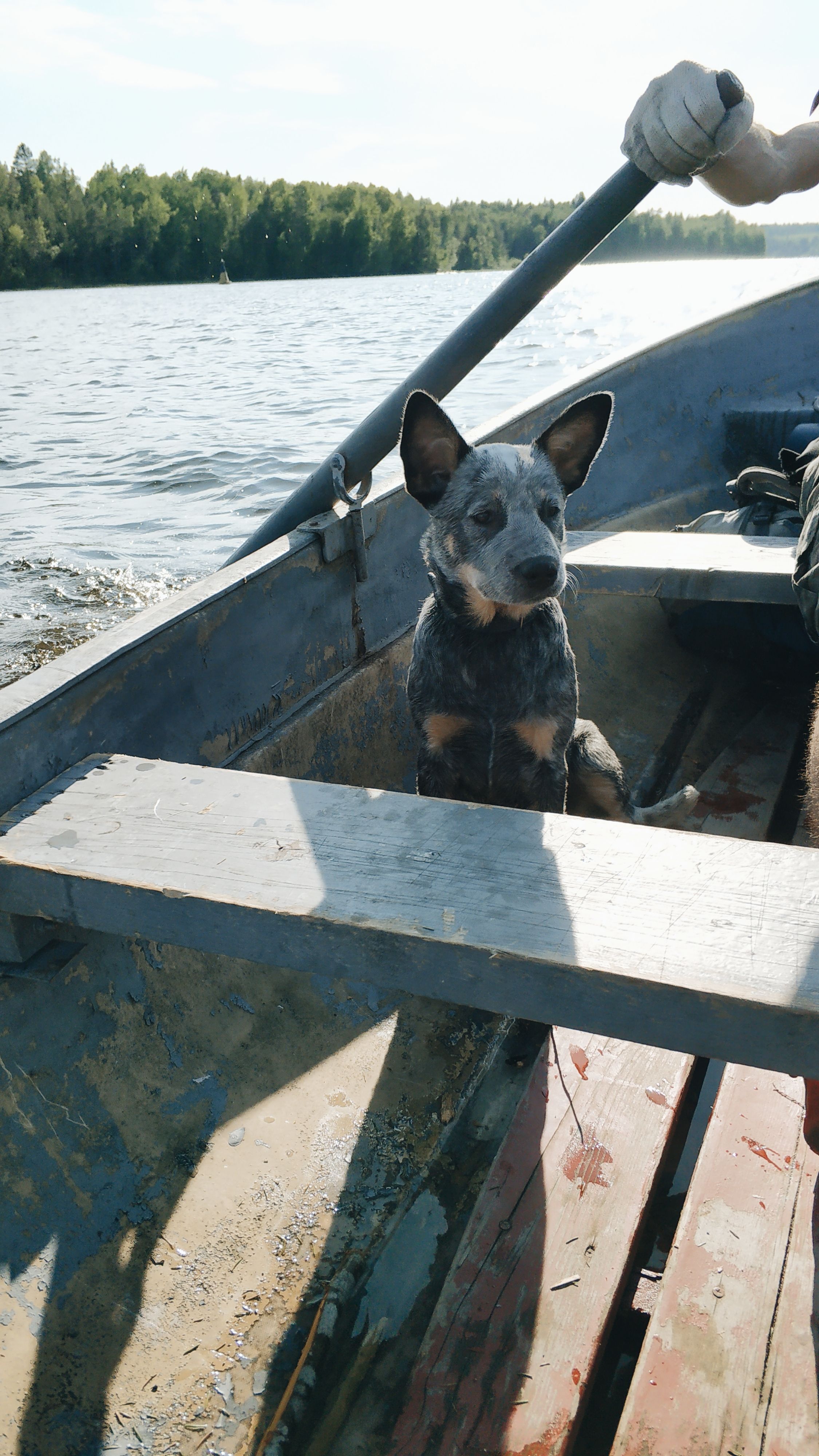 Photo Of Dog On Boat · Free Stock Photo
