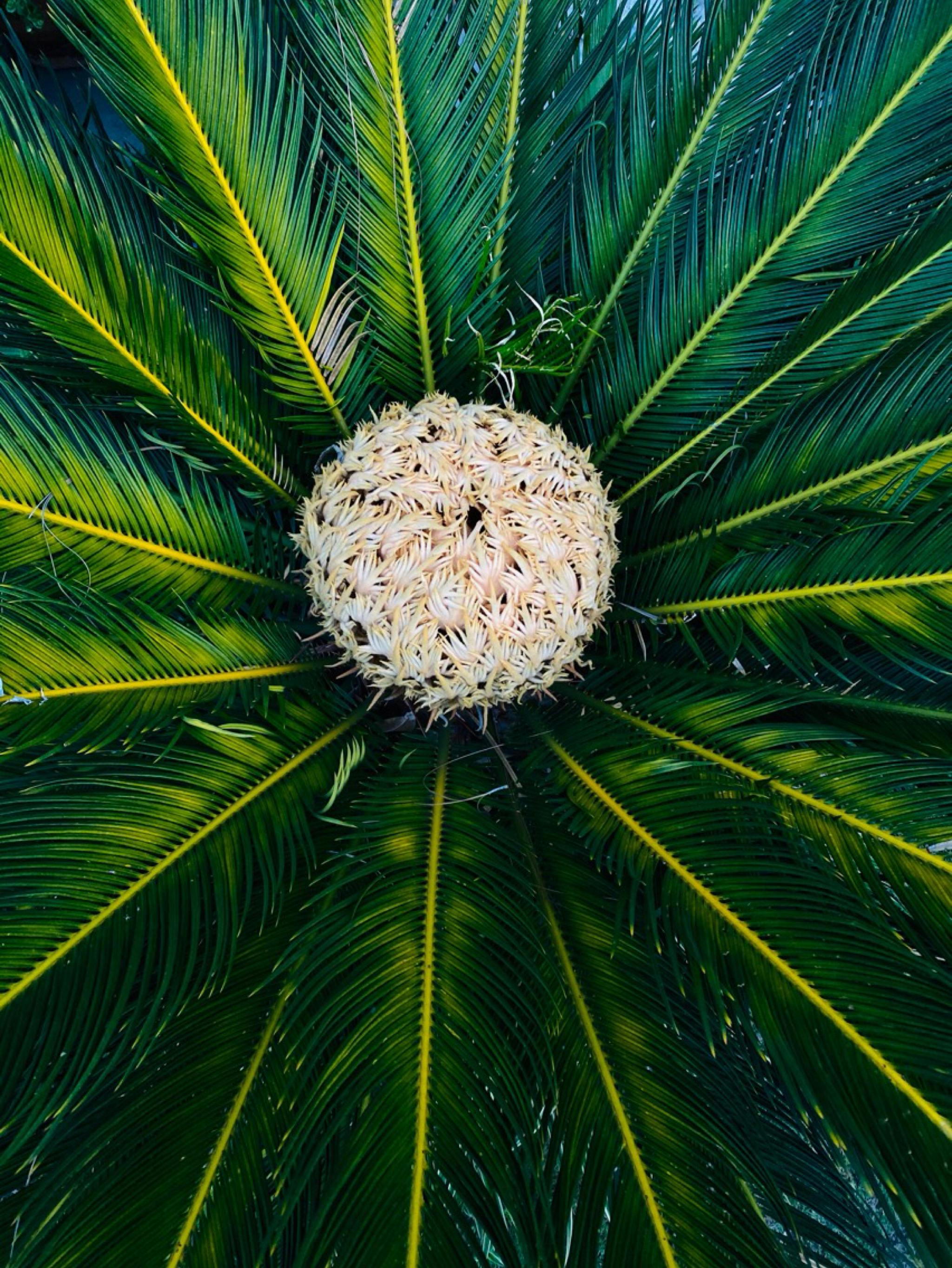Close-up of a Cycads Plant · Free Stock Photo