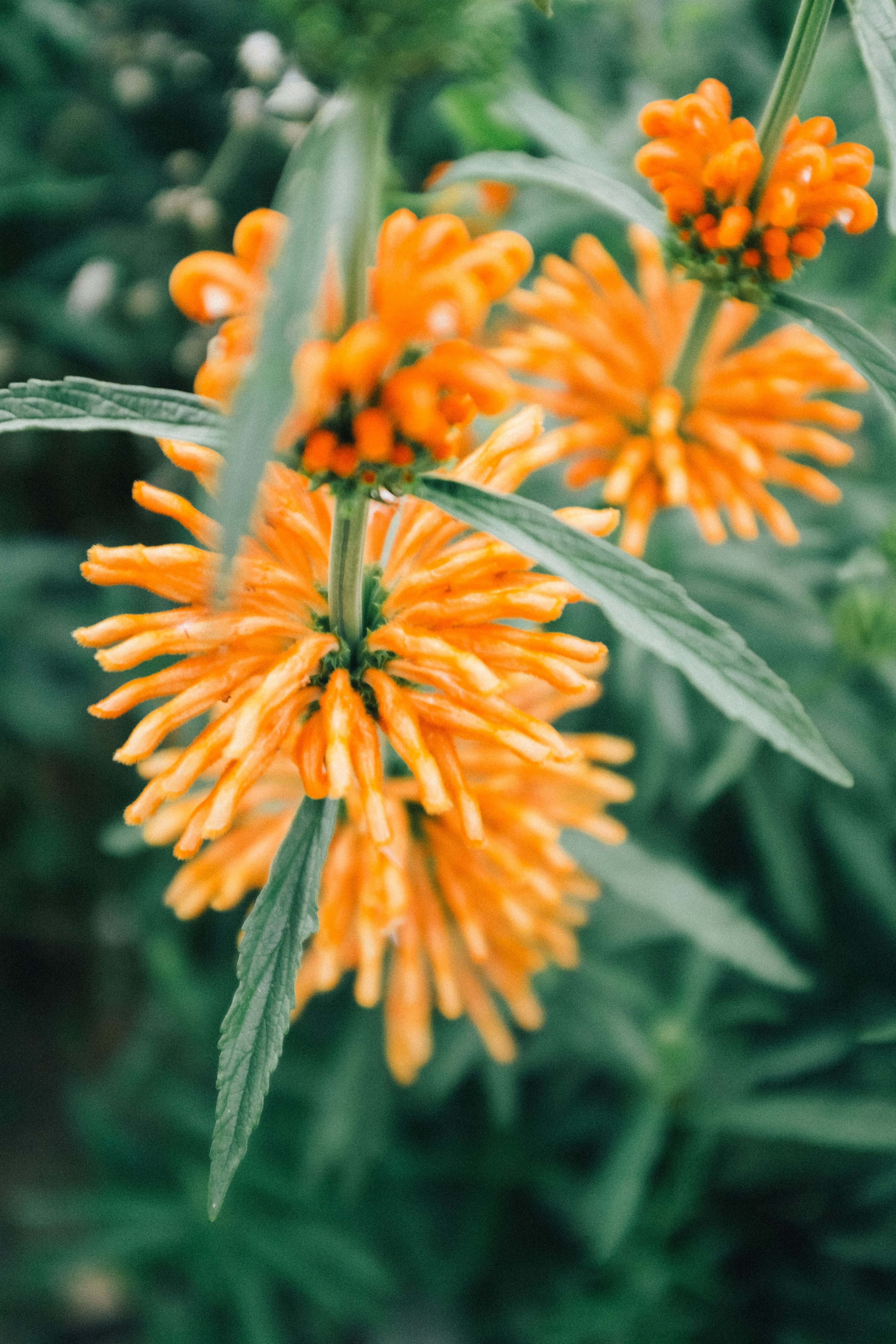 Close-up of Orange Flowers · Free Stock Photo