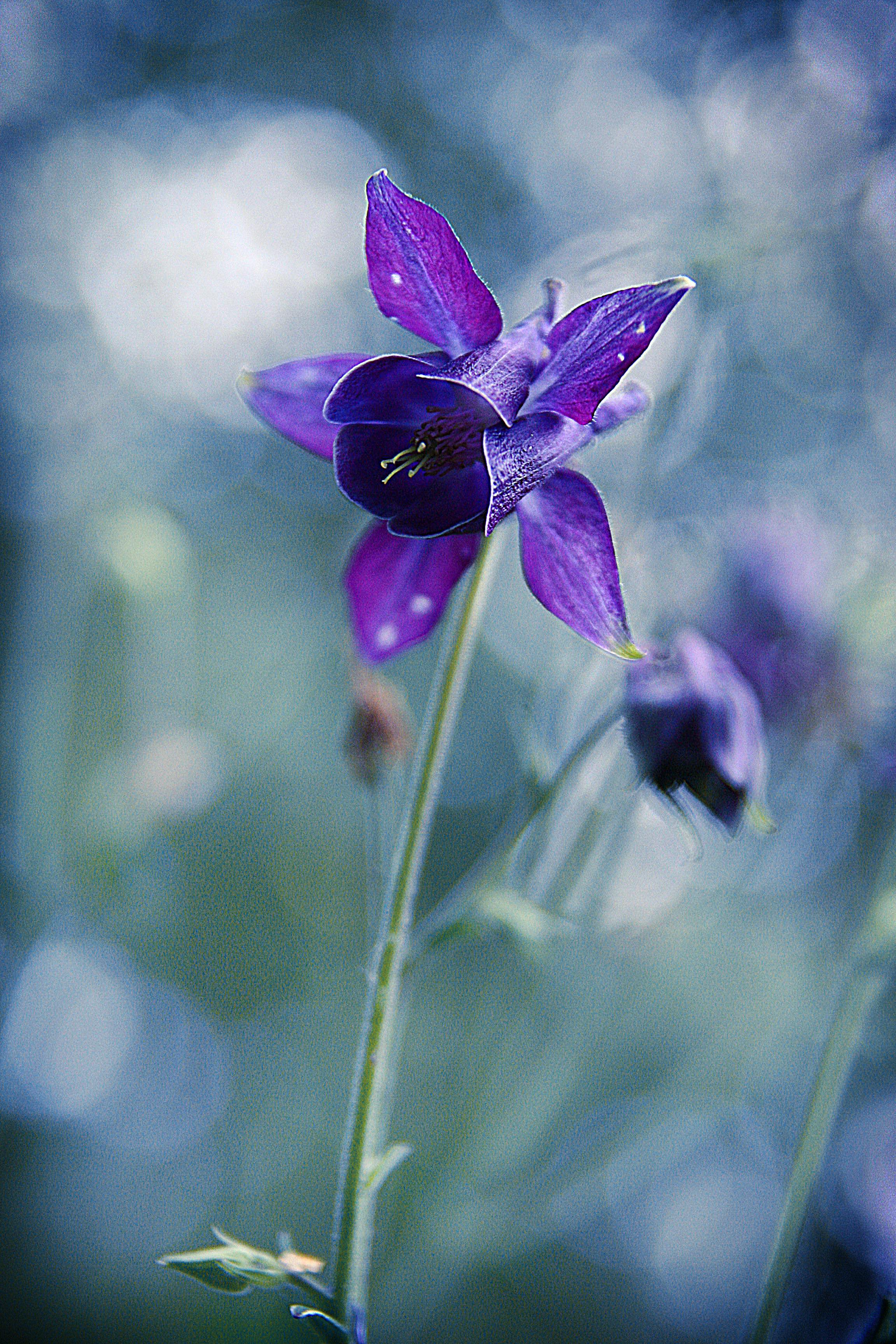 Close-Up Photo of Blue Flowers · Free Stock Photo