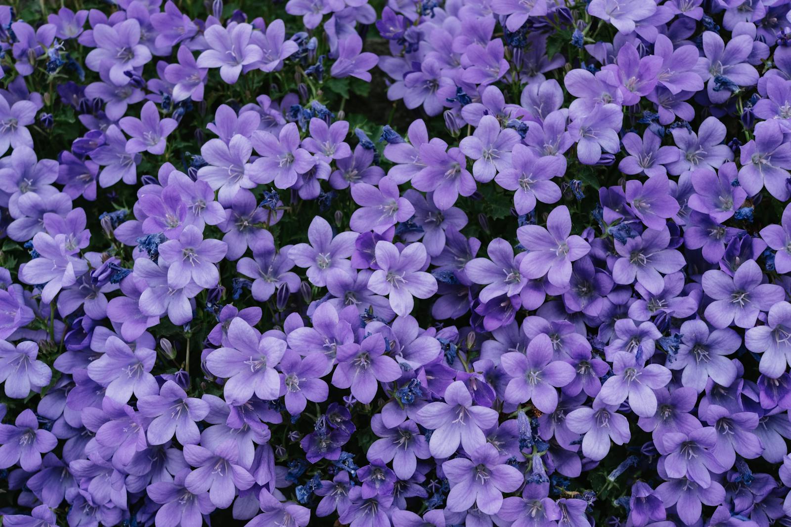 200,000+ Best Purple Flowers Photos · 100% Free Download · Pexels Stock ...