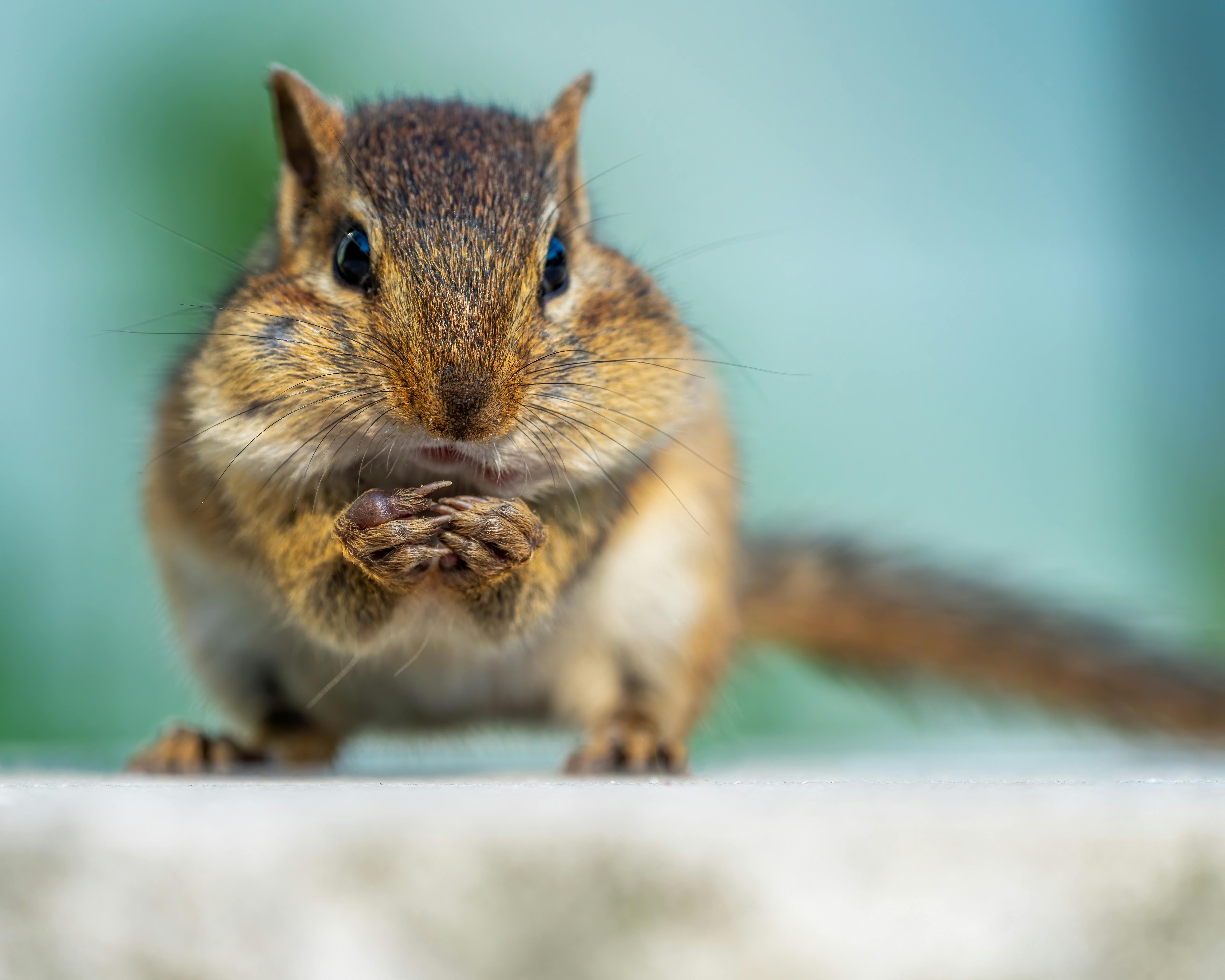 Small chipmunk sitting and looking at camera · Free Stock Photo