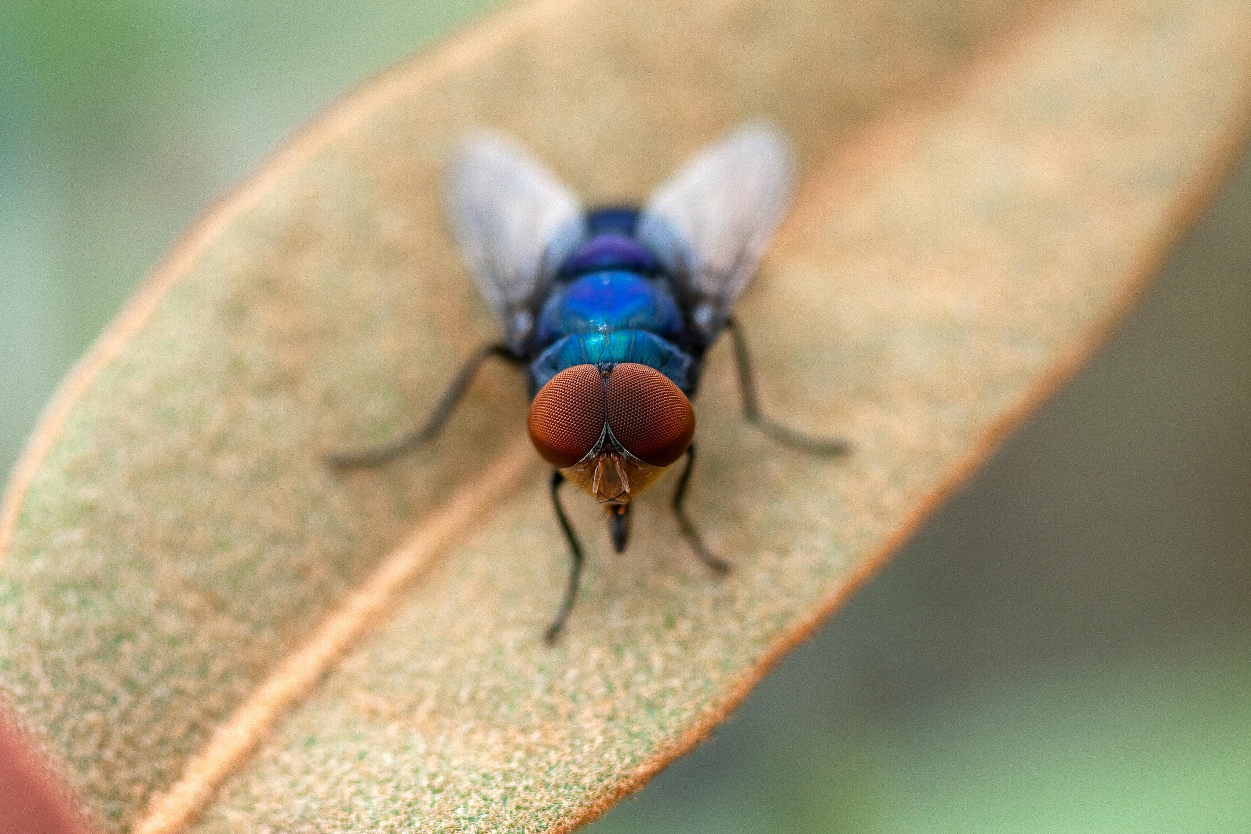 Macro Photography of a Blue Fly · Free Stock Photo