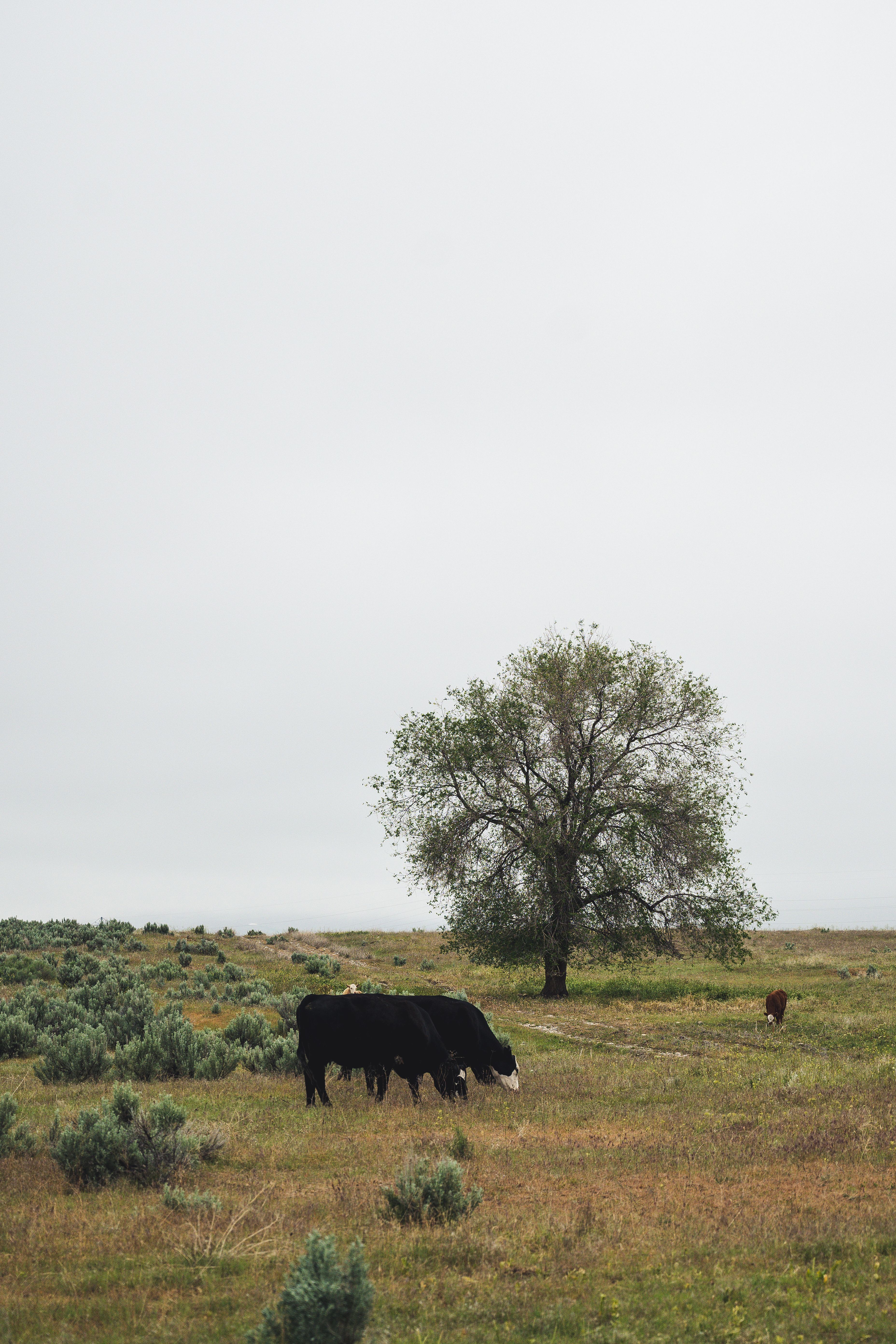 Cows on pasture under blue sky in sunlight · Free Stock Photo