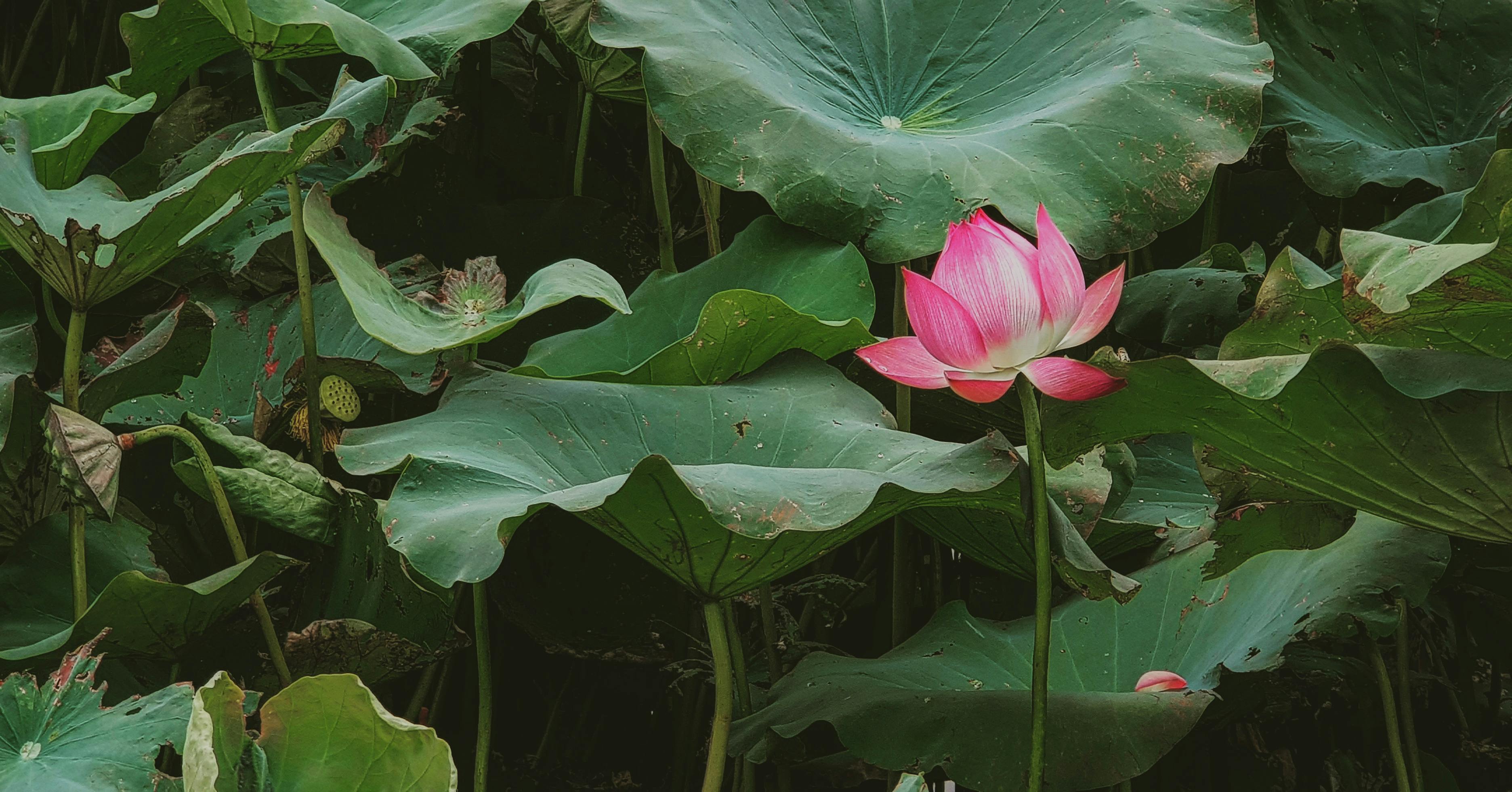Nguyen Minh Duc - Photographie