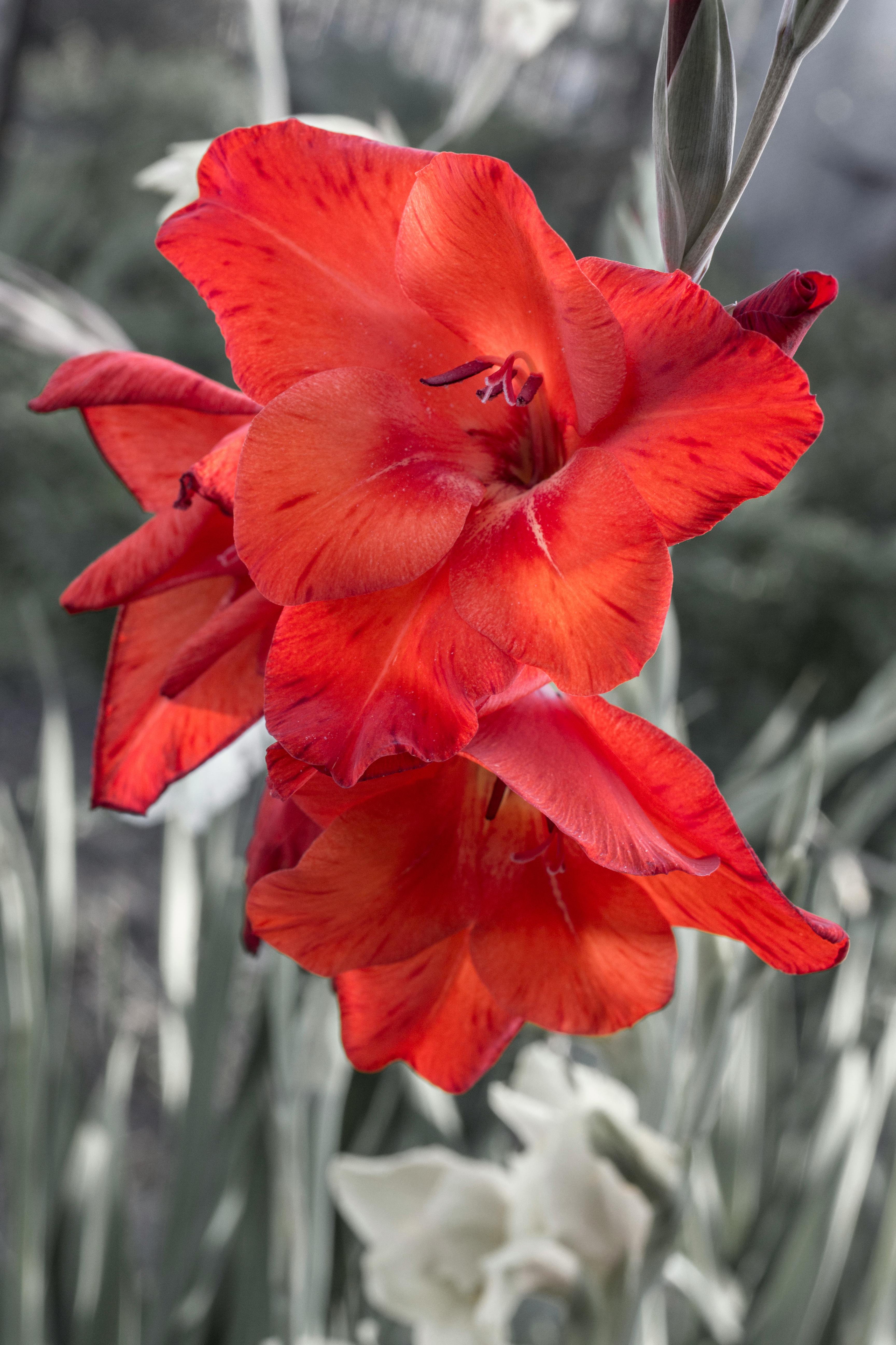 Victor - Photography