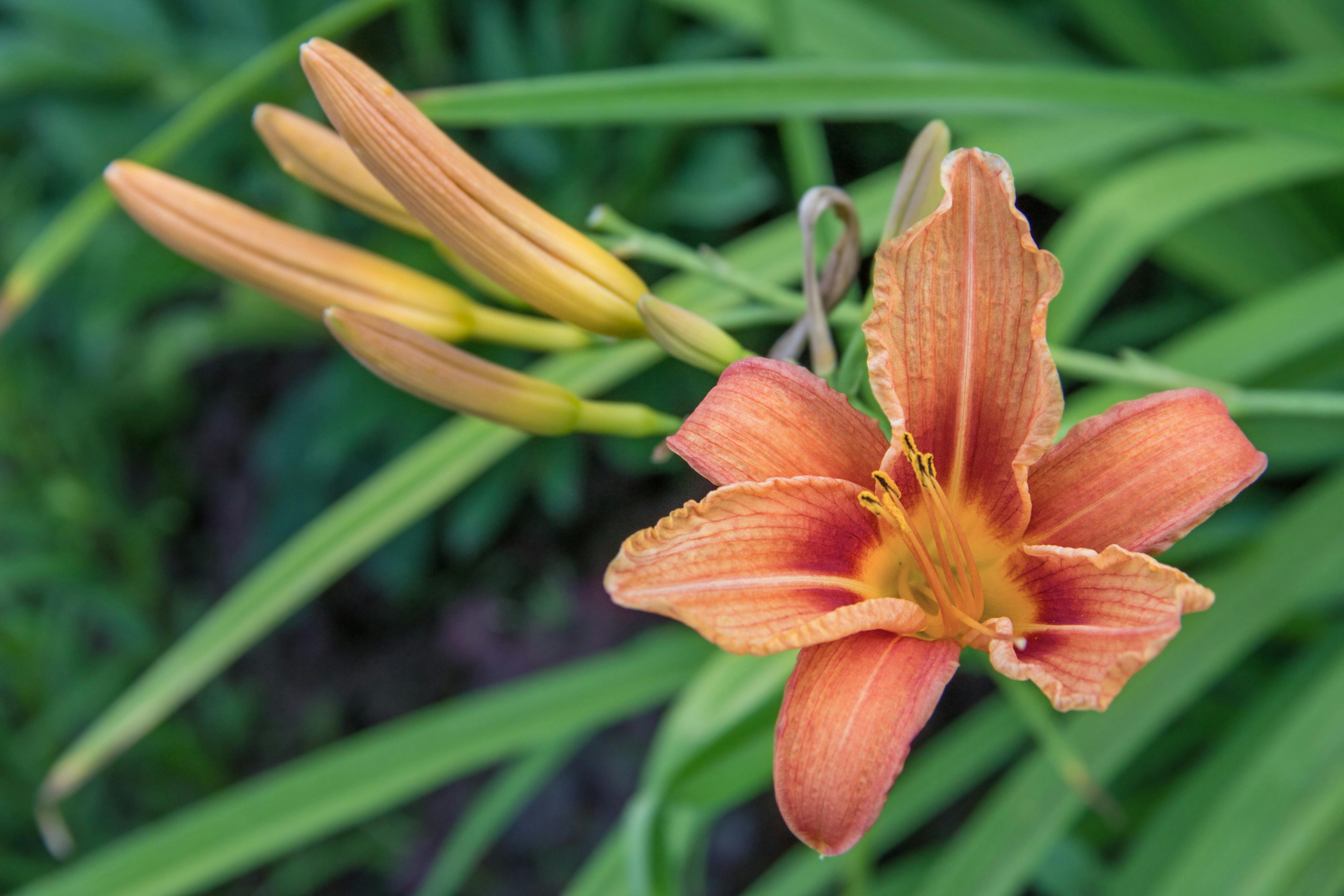 Victor - Photography