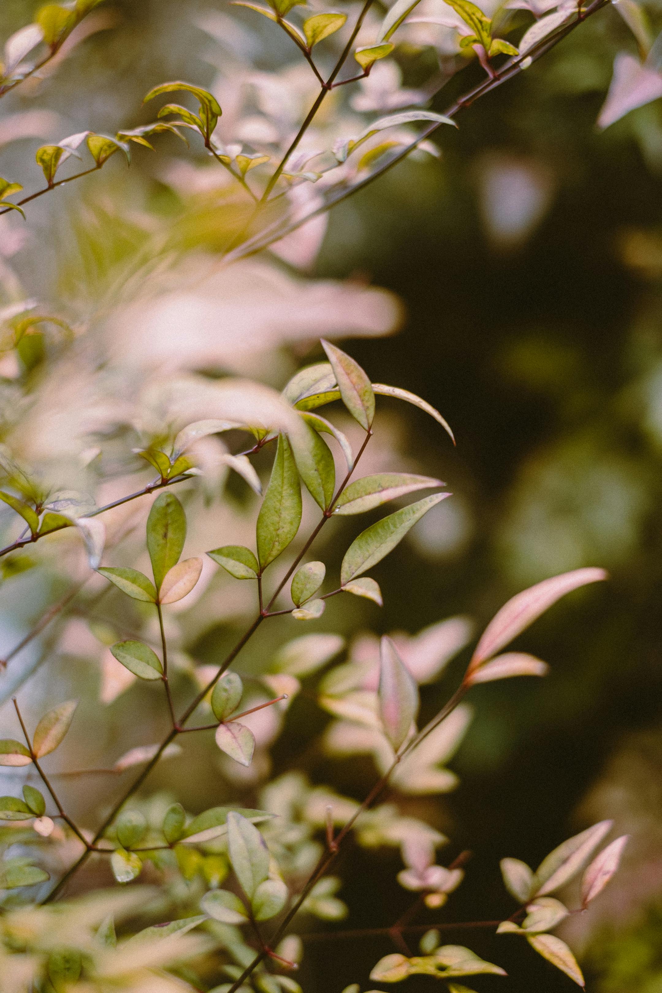 Flowering cannabis herb growing in forest · Free Stock Photo