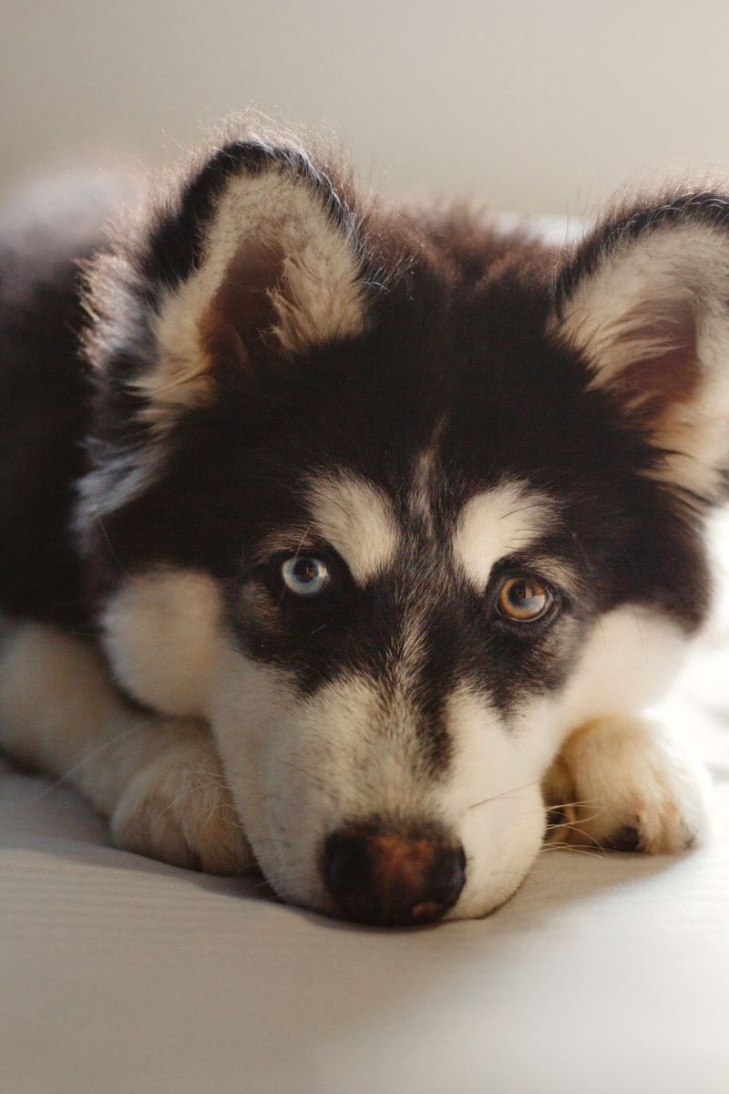 Dog Face Photos, Download The BEST Free Dog Face Stock Photos & HD Images