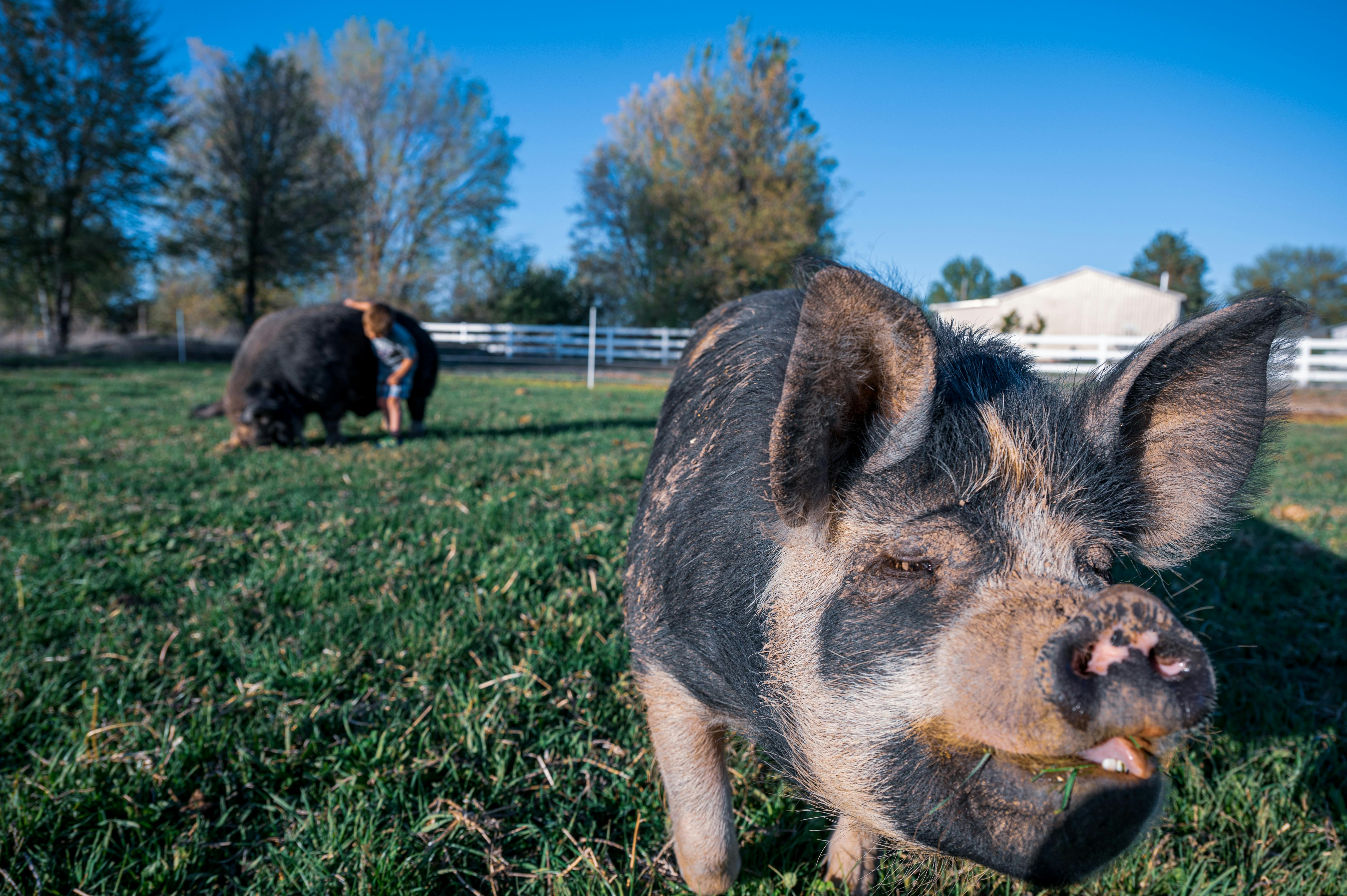Black and Brown Pig on Green Grass Field · Free Stock Photo