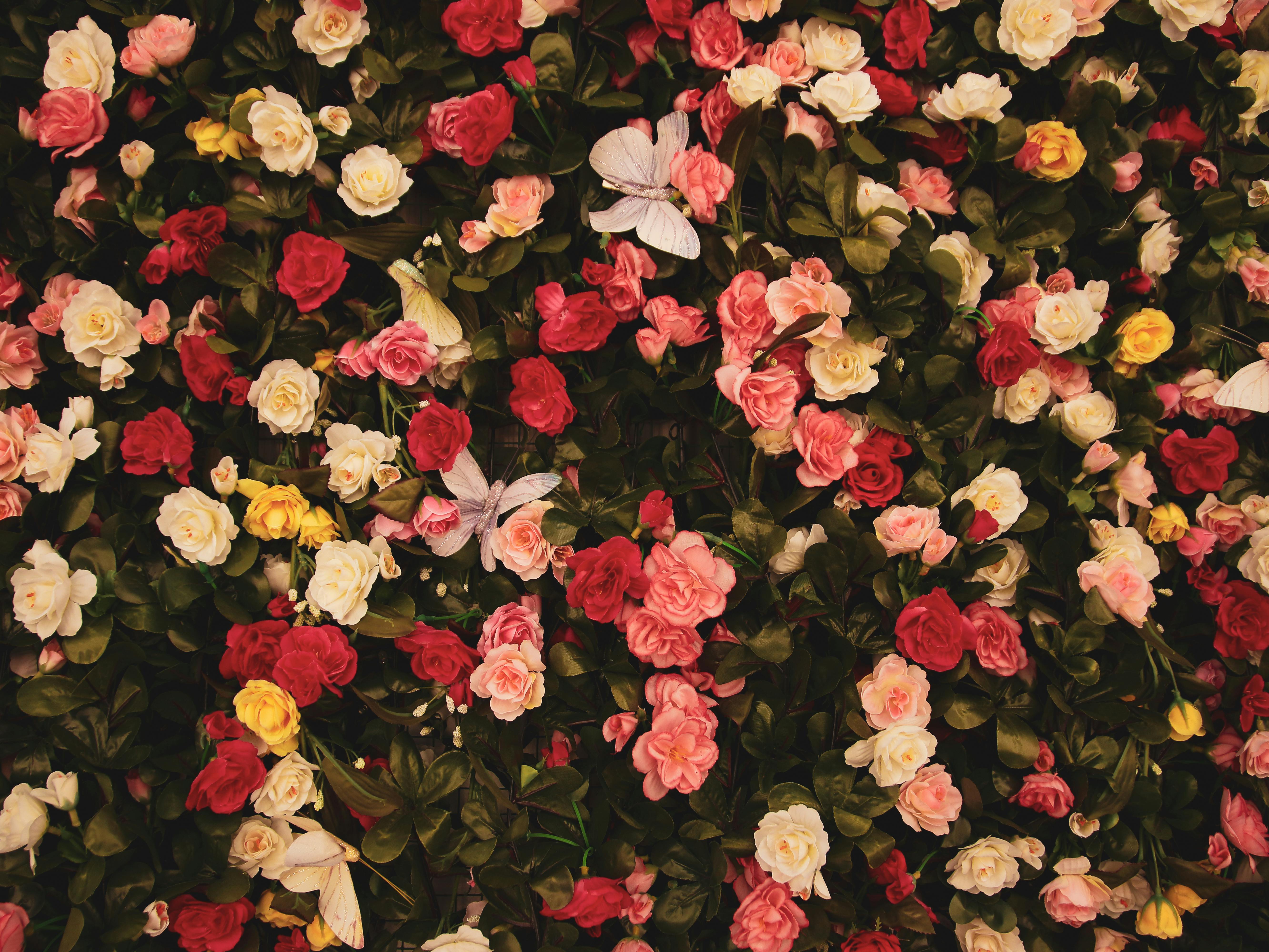 Top View of Roses · Free Stock Photo
