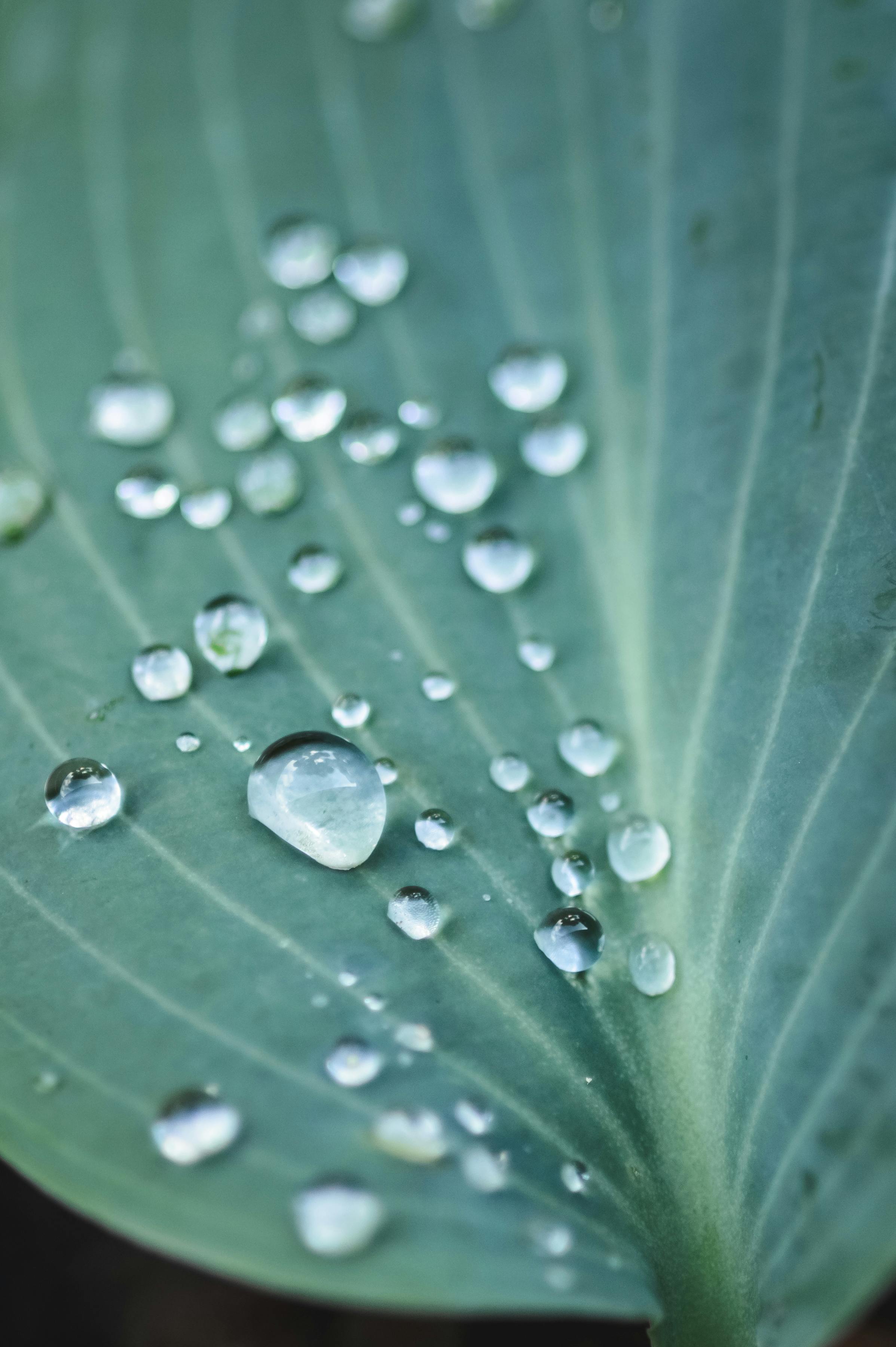 100+ Best Humidity Photos · 100% Free Download · Pexels Stock Photos
