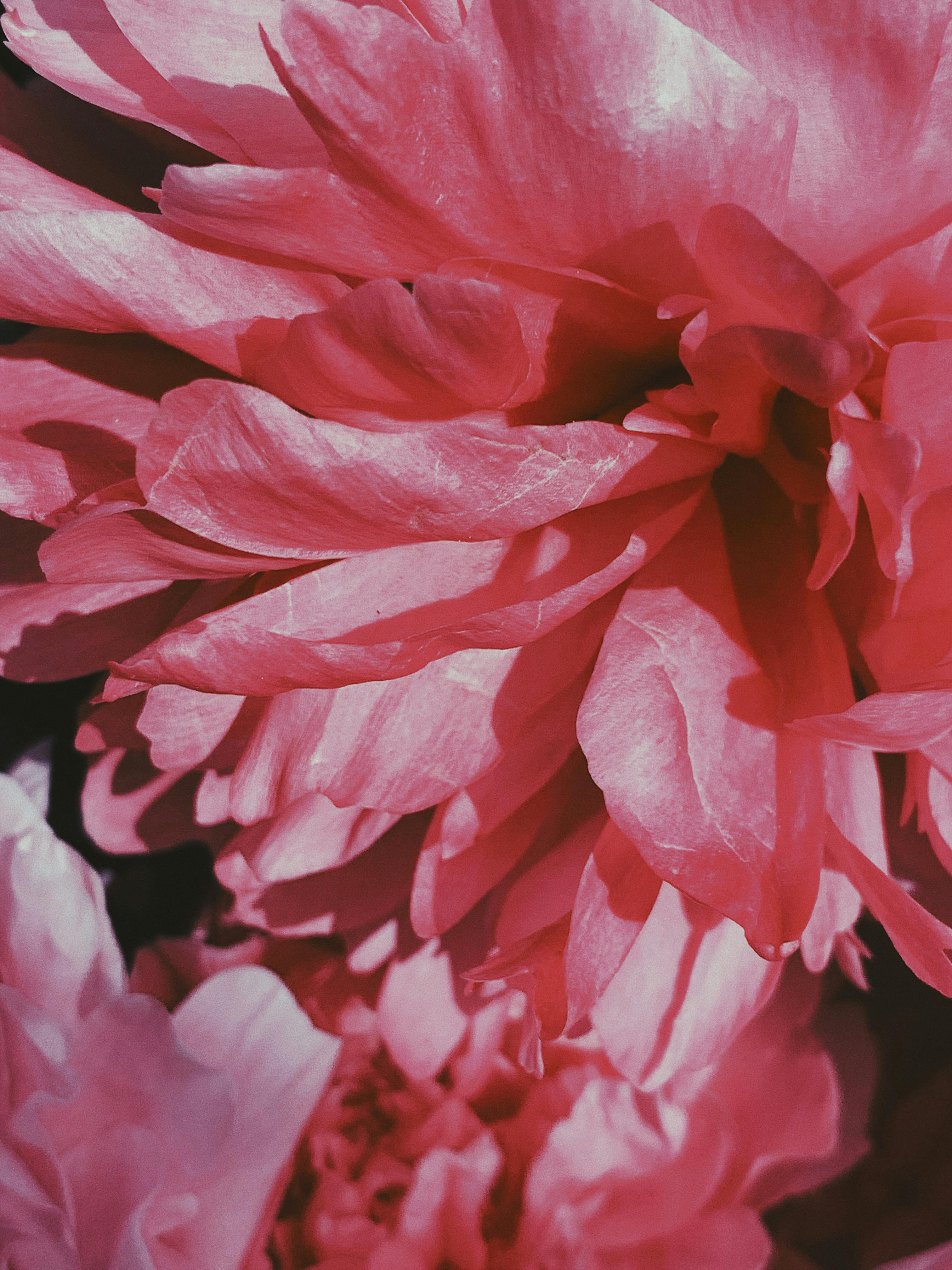Blooming babys breath flowers in nature · Free Stock Photo