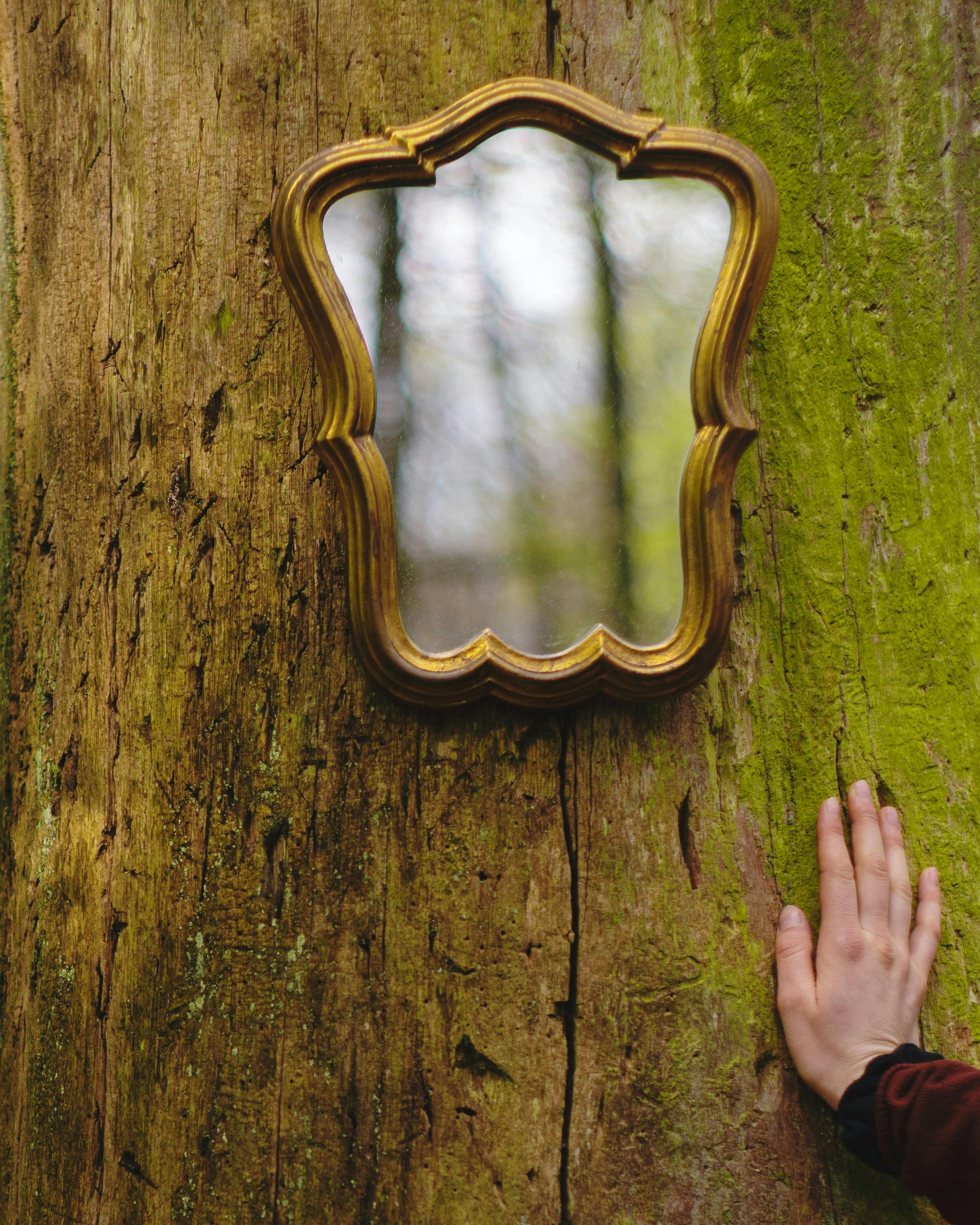 Mirror on Tree · Free Stock Photo