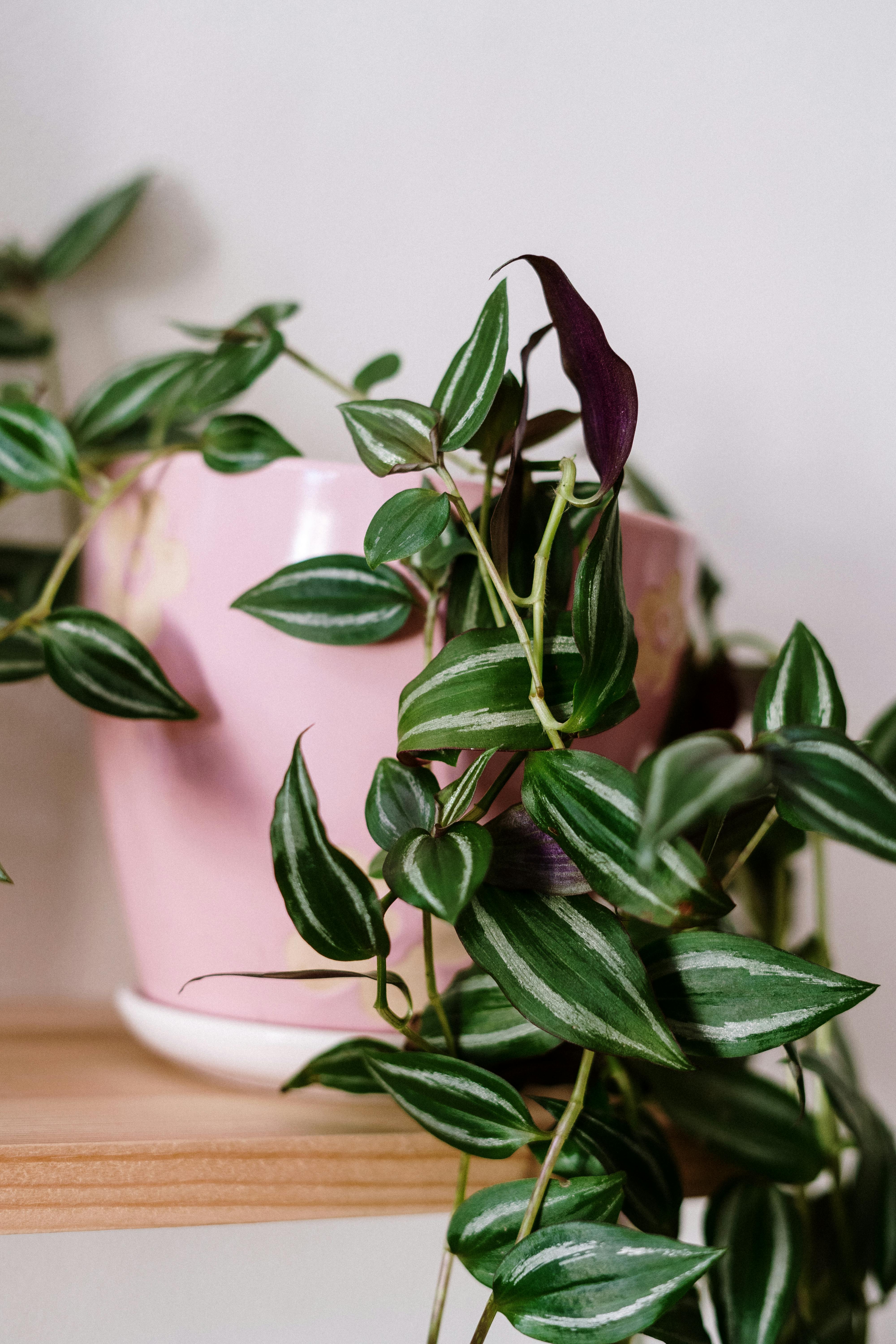 Green and Red Plant on White Ceramic Pot · Free Stock Photo