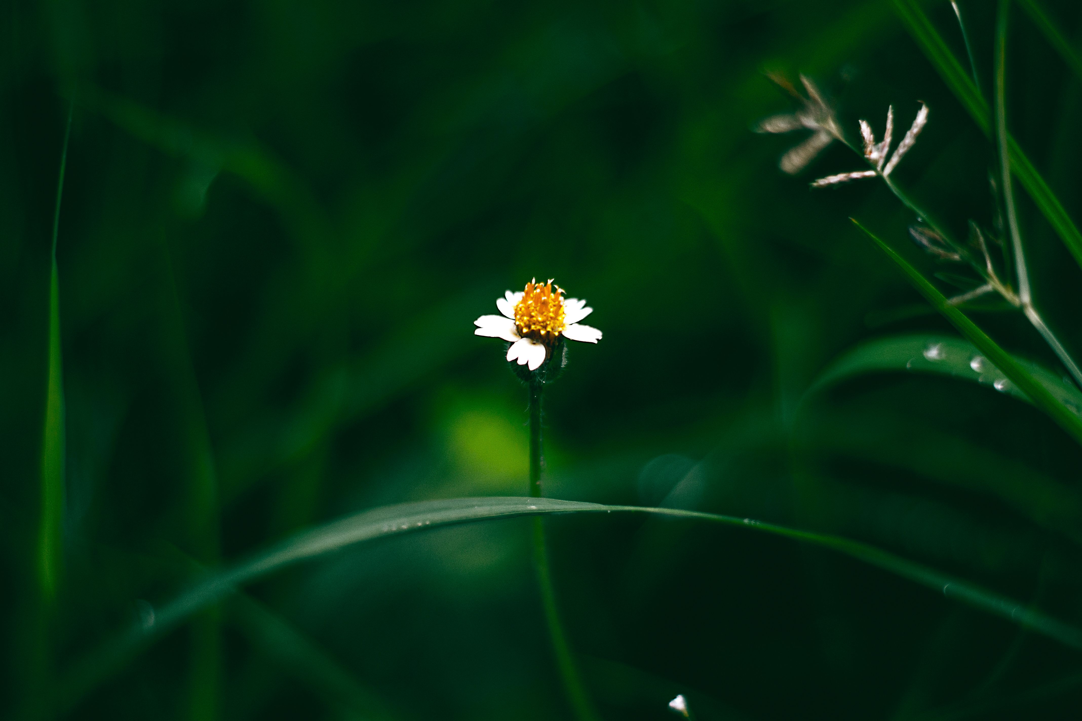 Close Up of a Chamomile Flower · Free Stock Photo