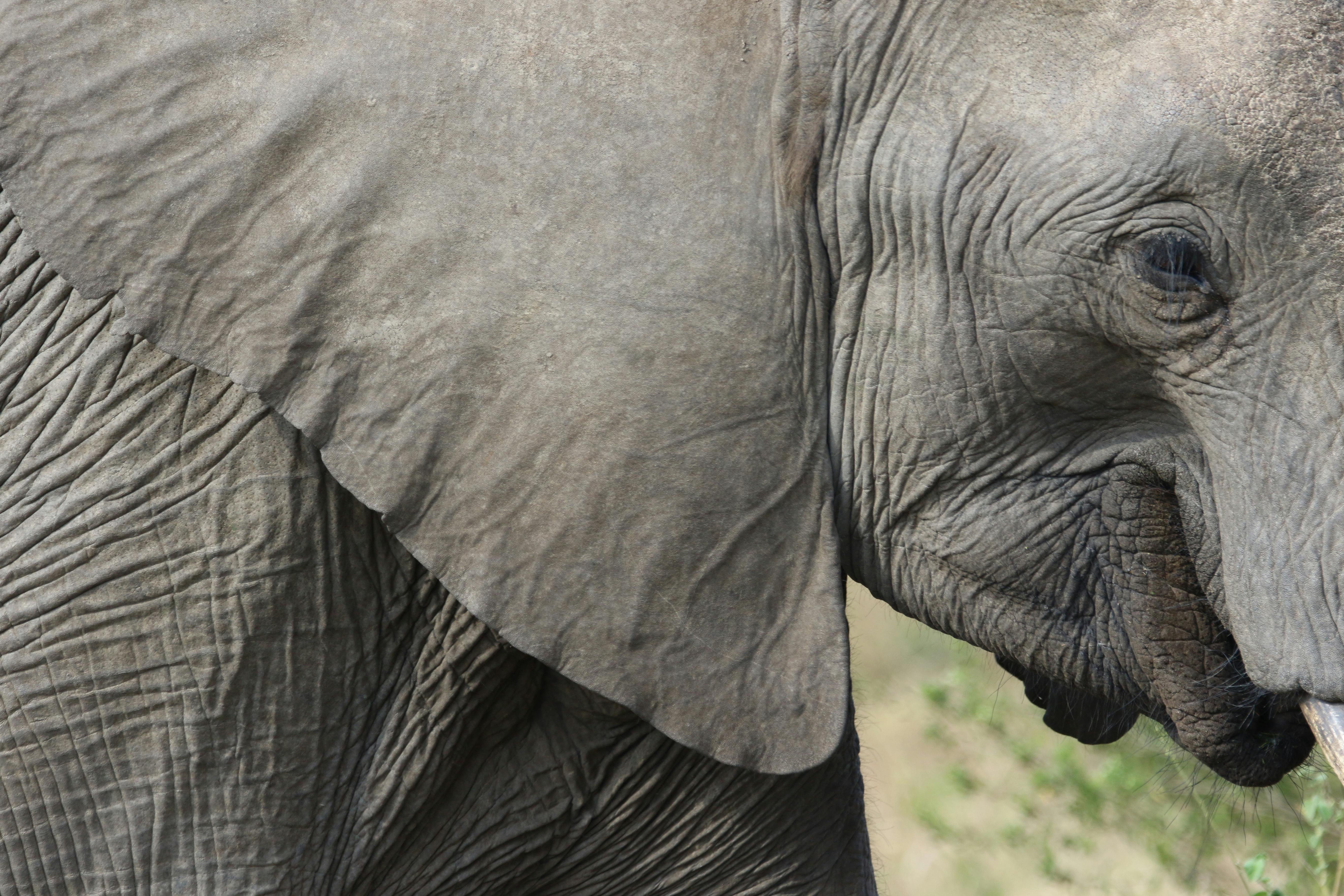 Gray Elephant · Free Stock Photo