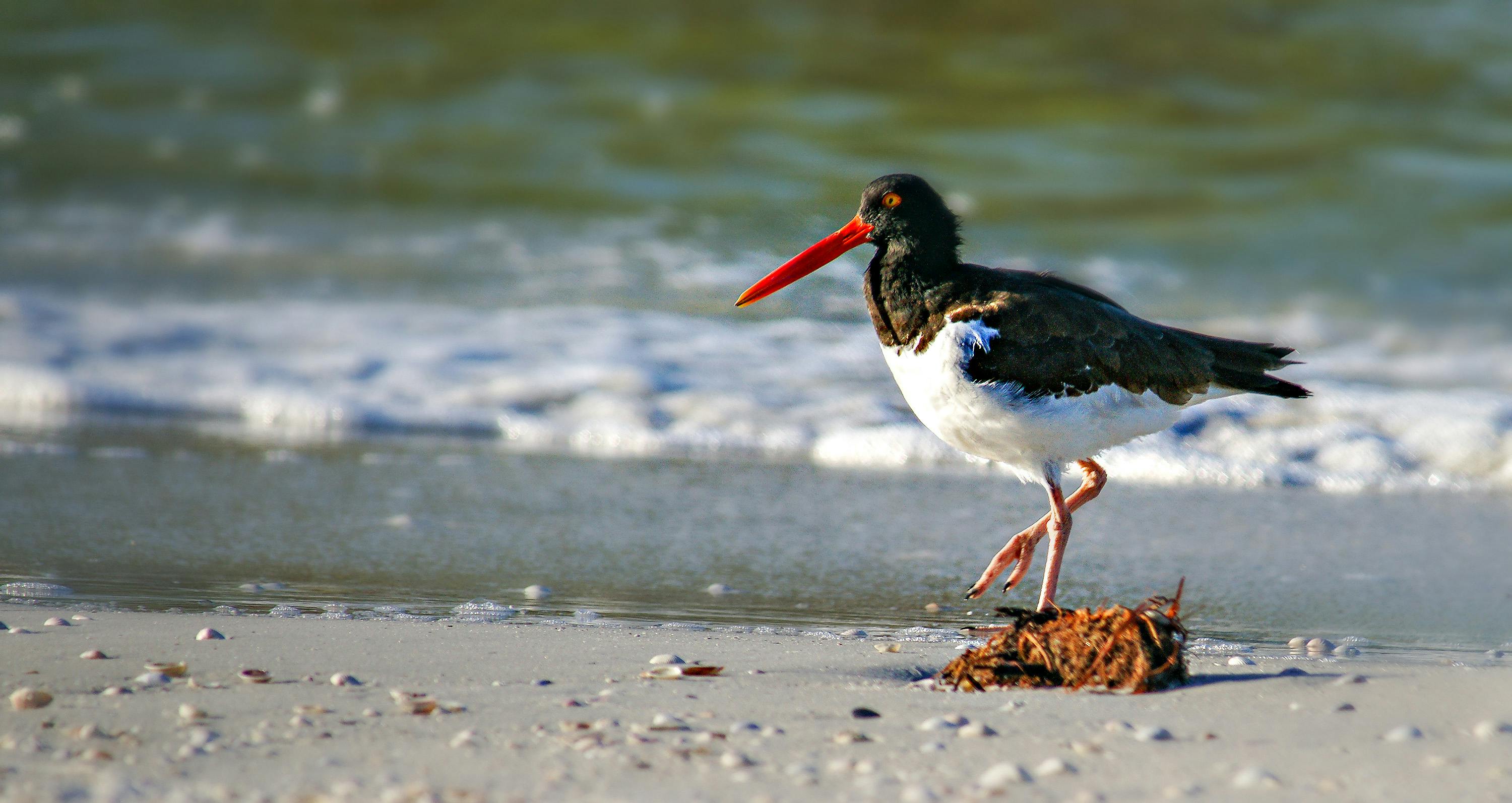 Black and White Bird on Beach Shore · Free Stock Photo