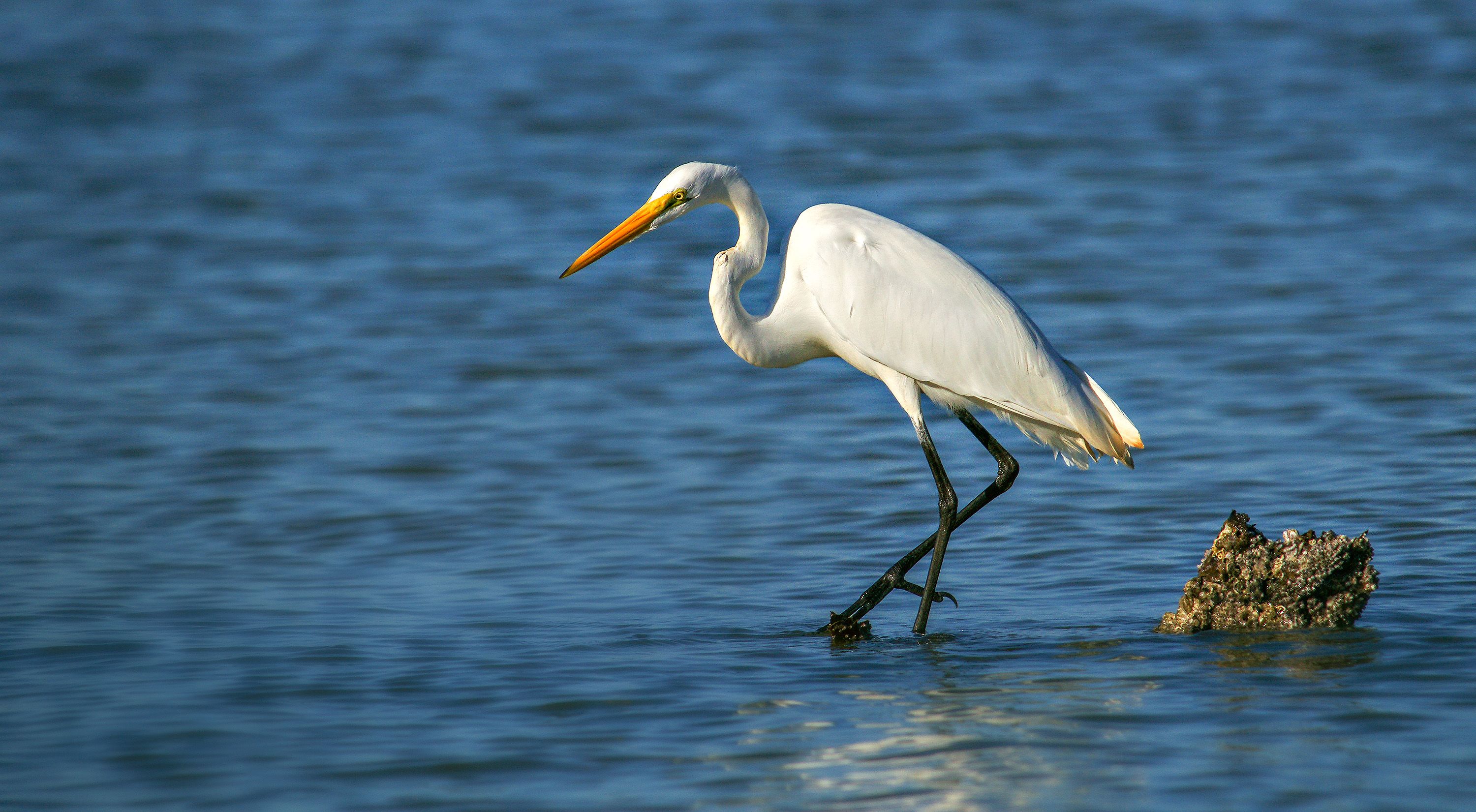 White Bird on Body of Water · Free Stock Photo
