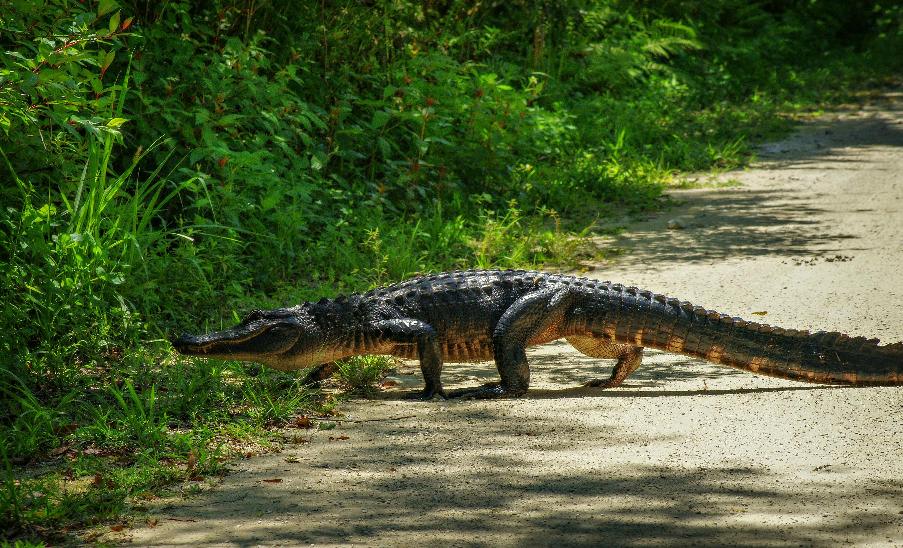 An Alligator Crossing an Unpaved Road · Free Stock Photo