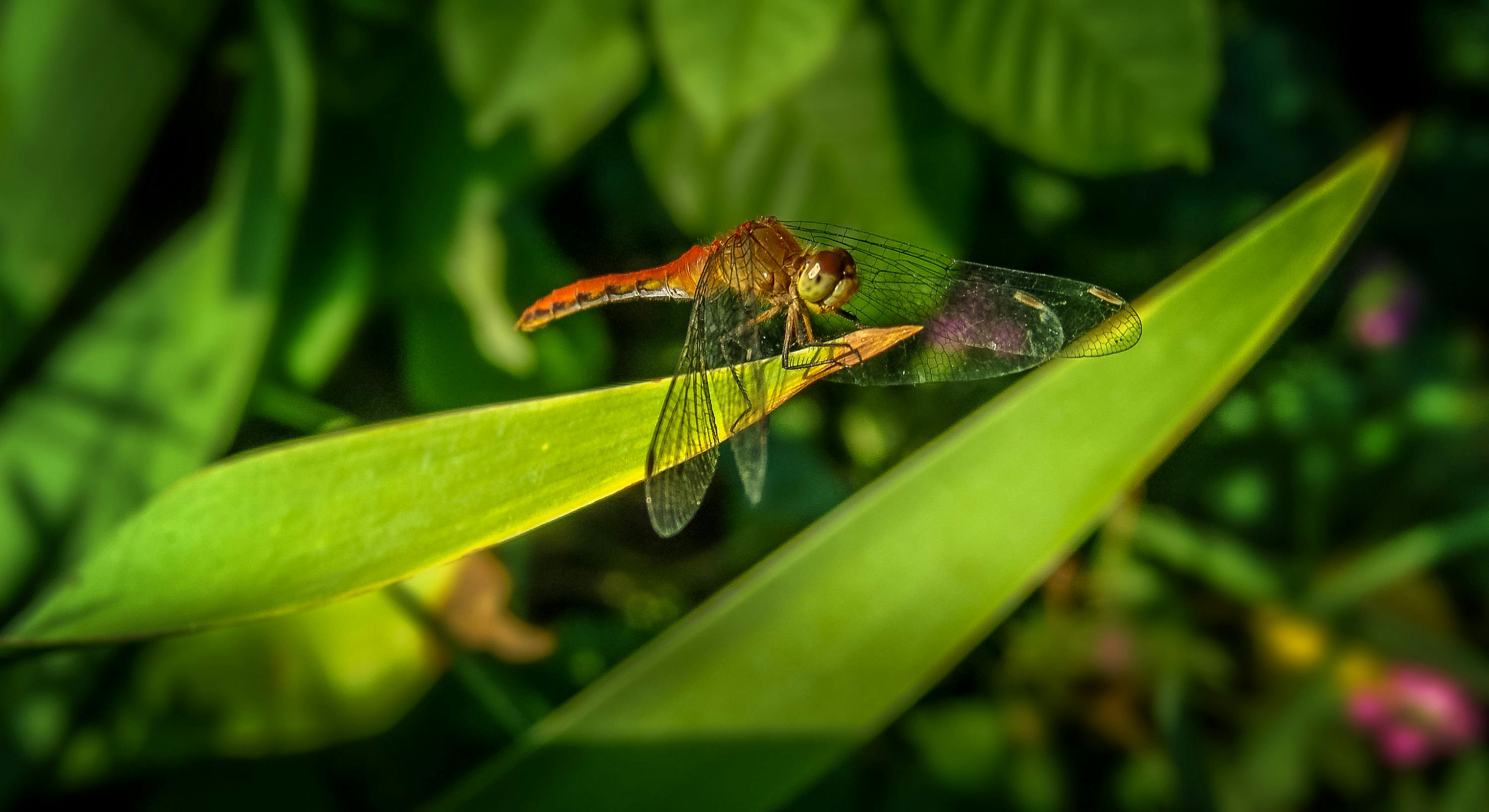Shallow Focus Photography of Dragonfly on Soil · Free Stock Photo