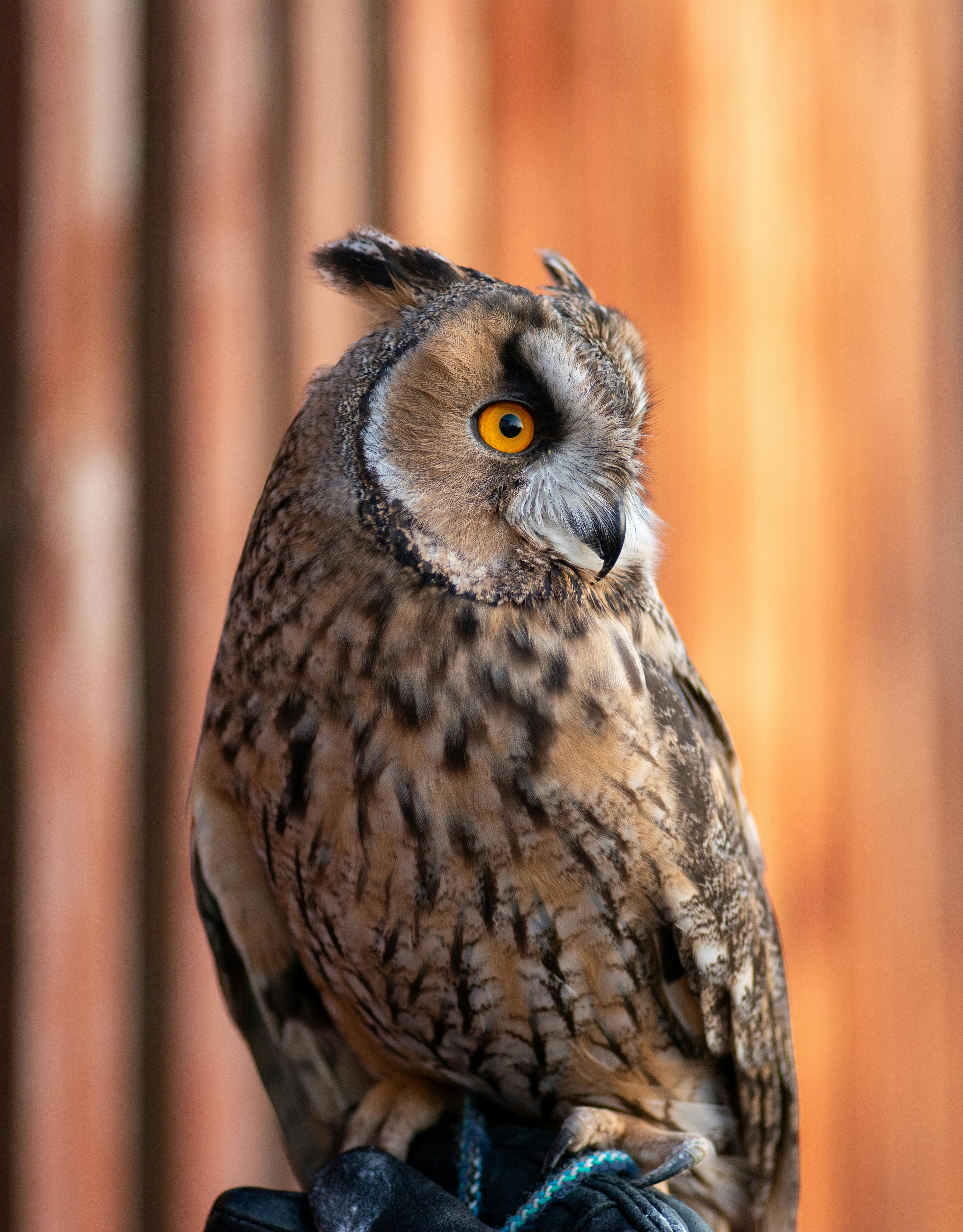 Brown Beige and Black Owl · Free Stock Photo