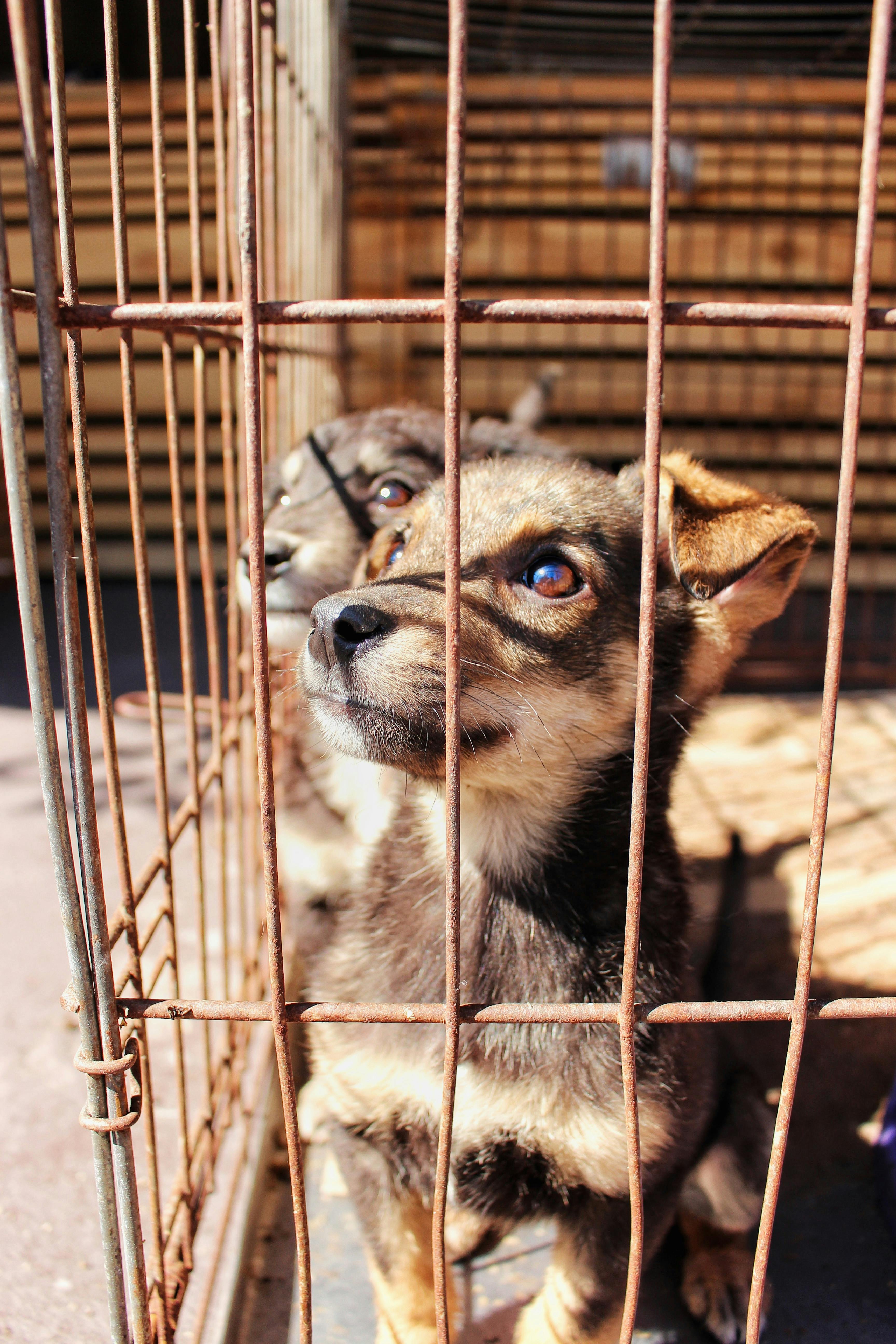 Dogs In Cages Photos, Download The BEST Free Dogs In Cages Stock Photos ...