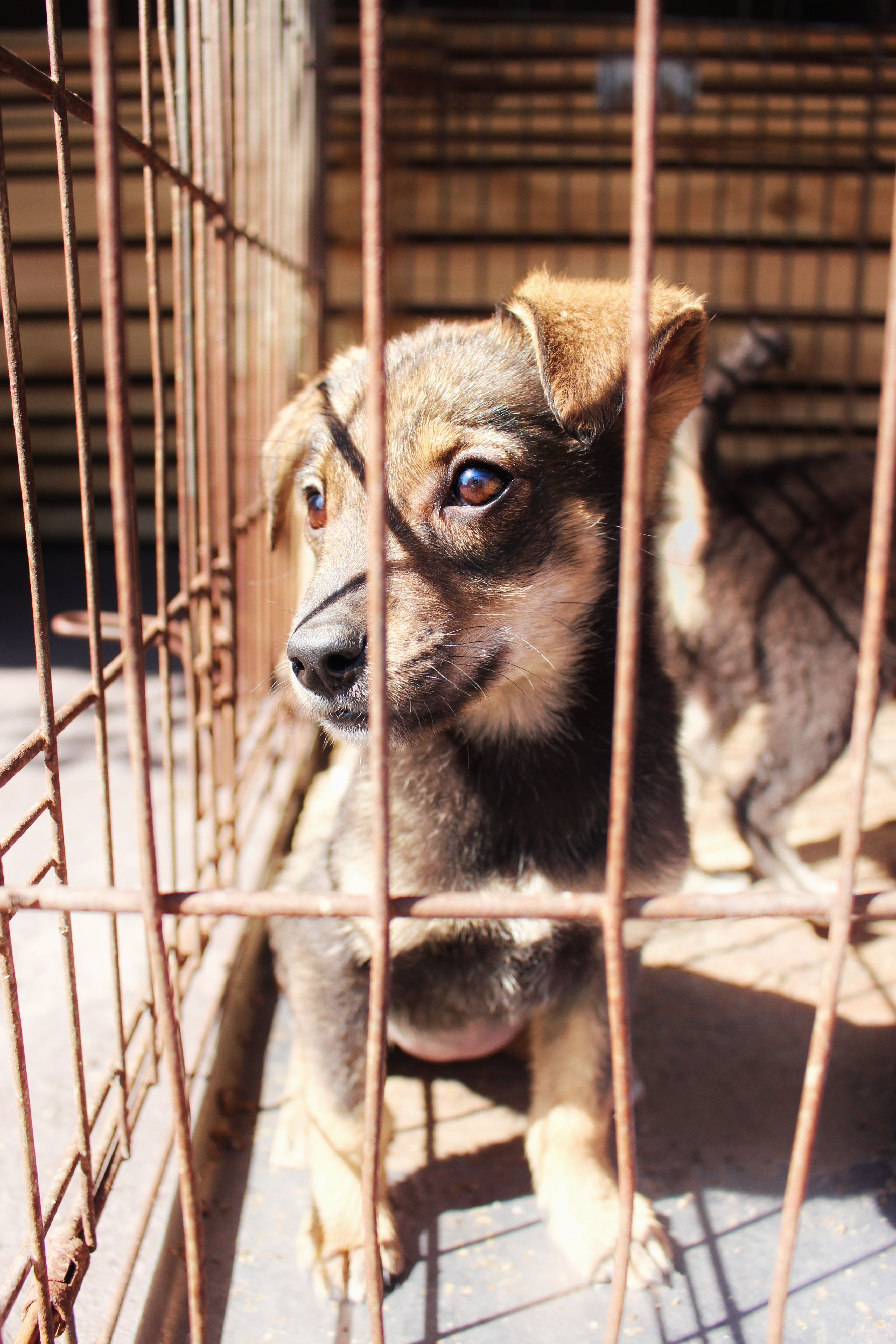 Puppy Cage Photos, Download The BEST Free Puppy Cage Stock Photos & HD ...