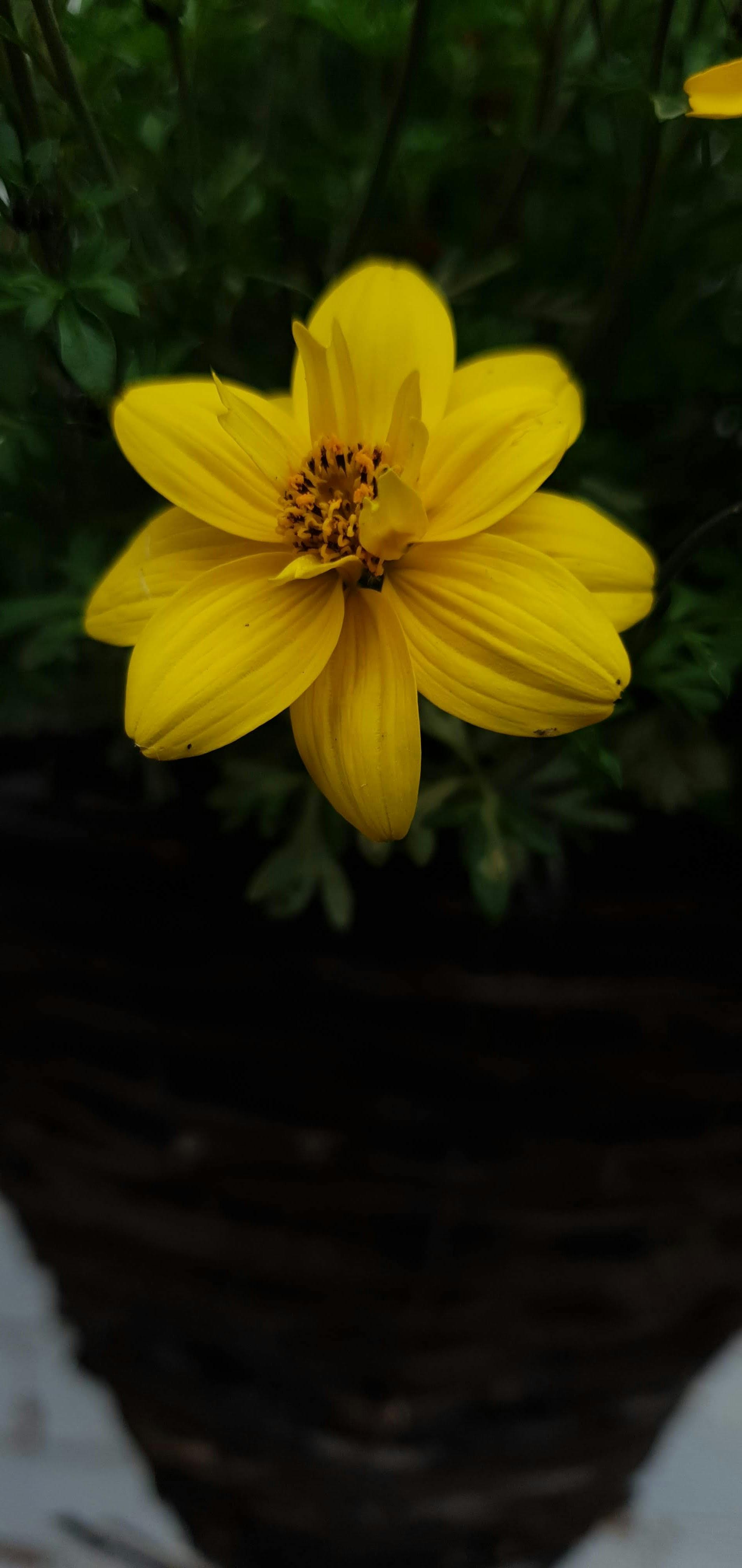 Gary Ingram - Fotografía