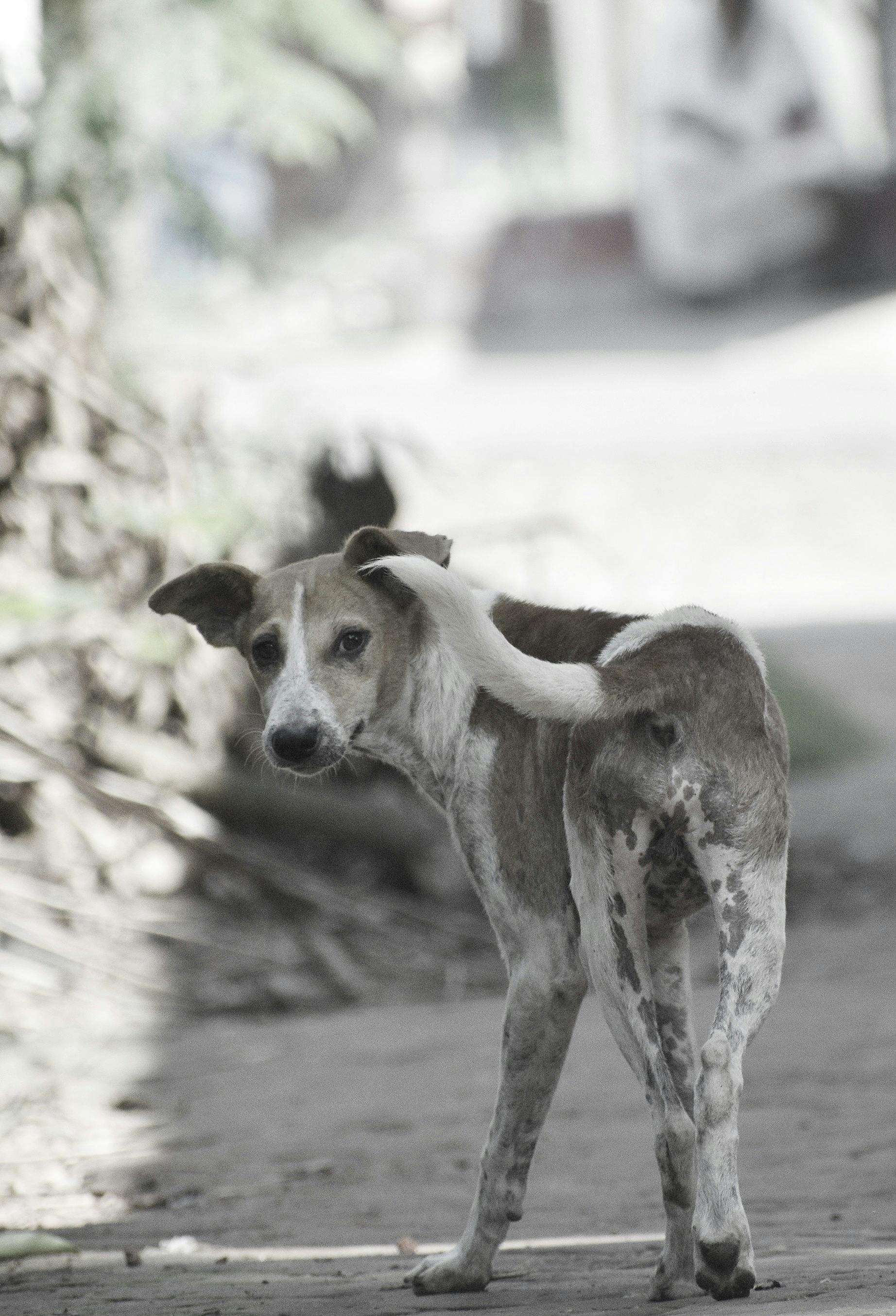 Akash Sarkar - Fotografía