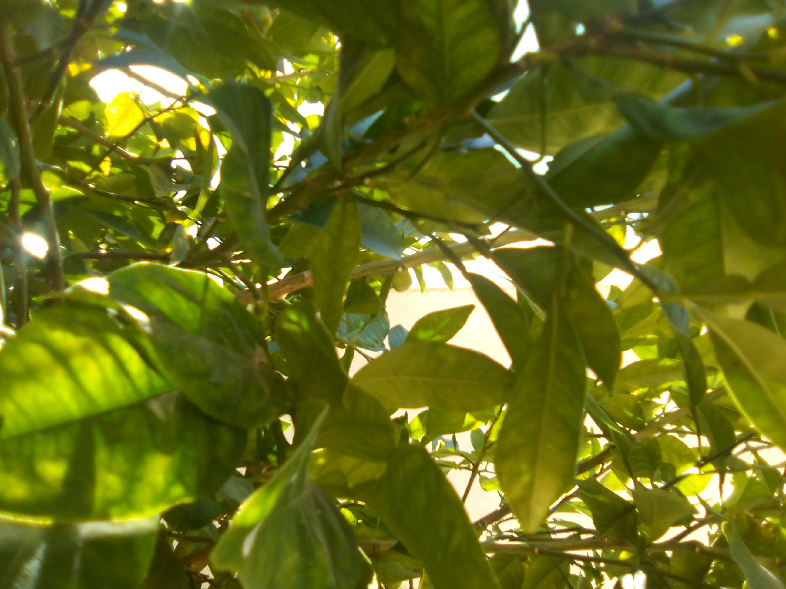 Bassem Abdallah - 사진