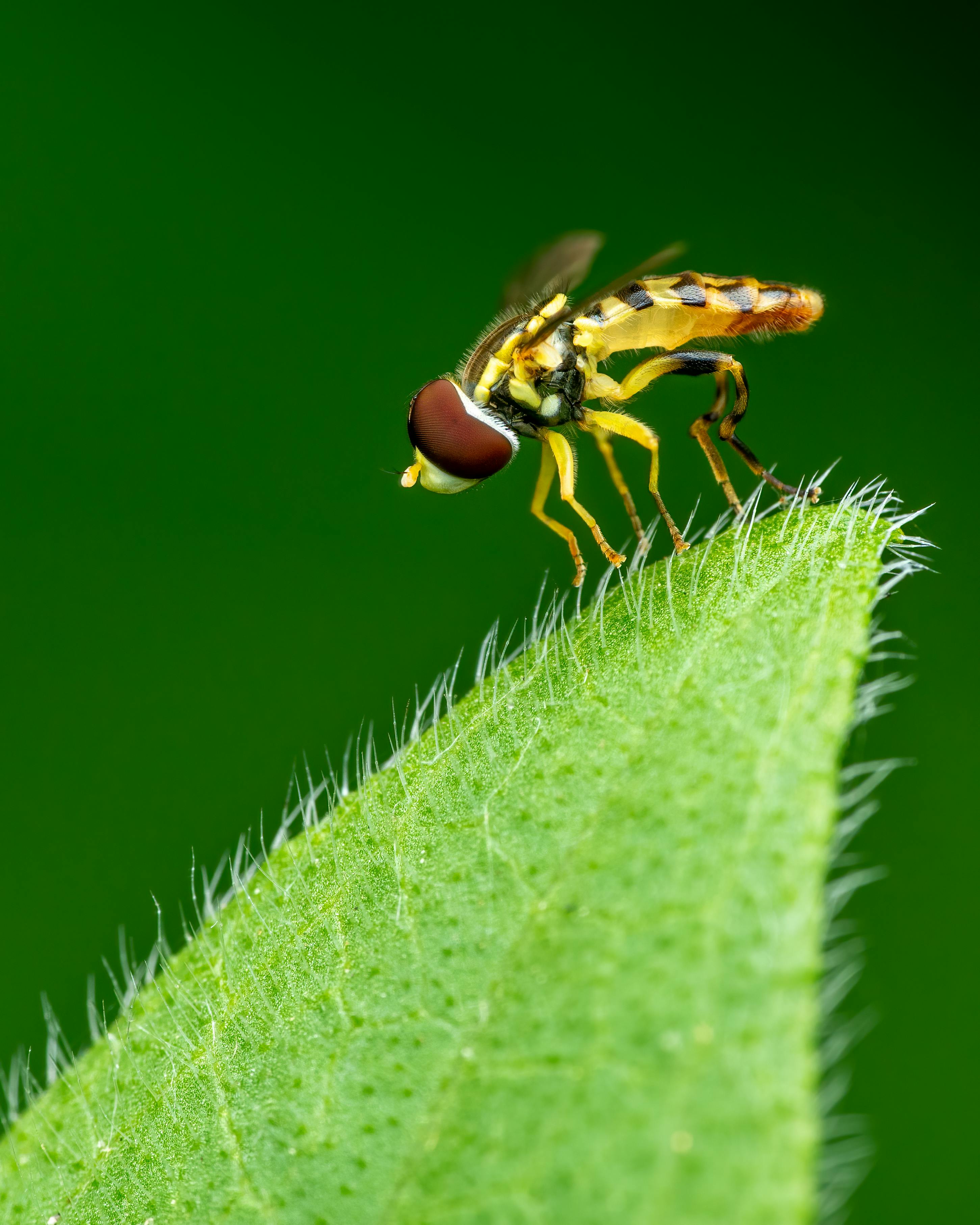 Yellow hoverfly sitting on green leaf · Free Stock Photo