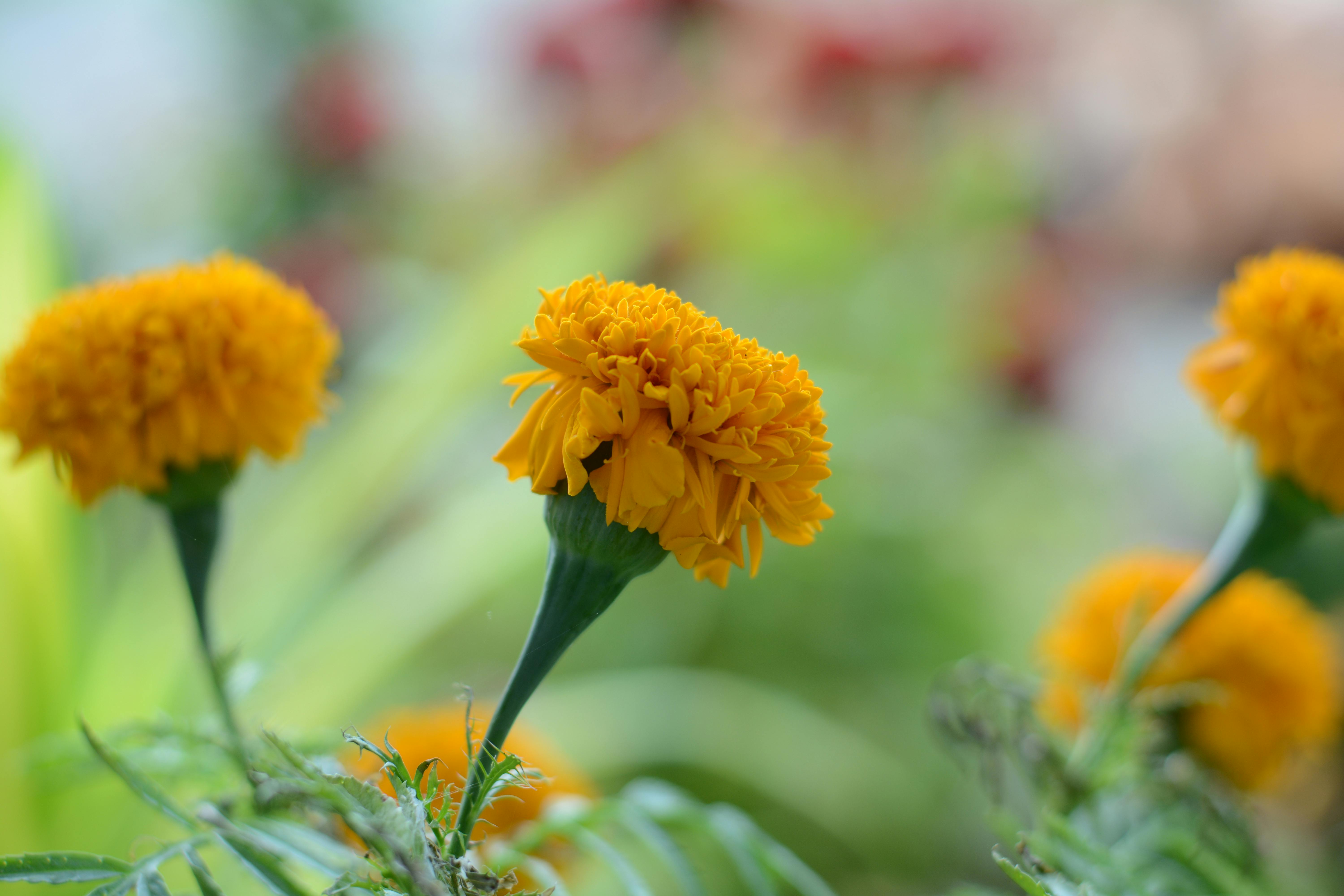 Loc Nguyen - Photography