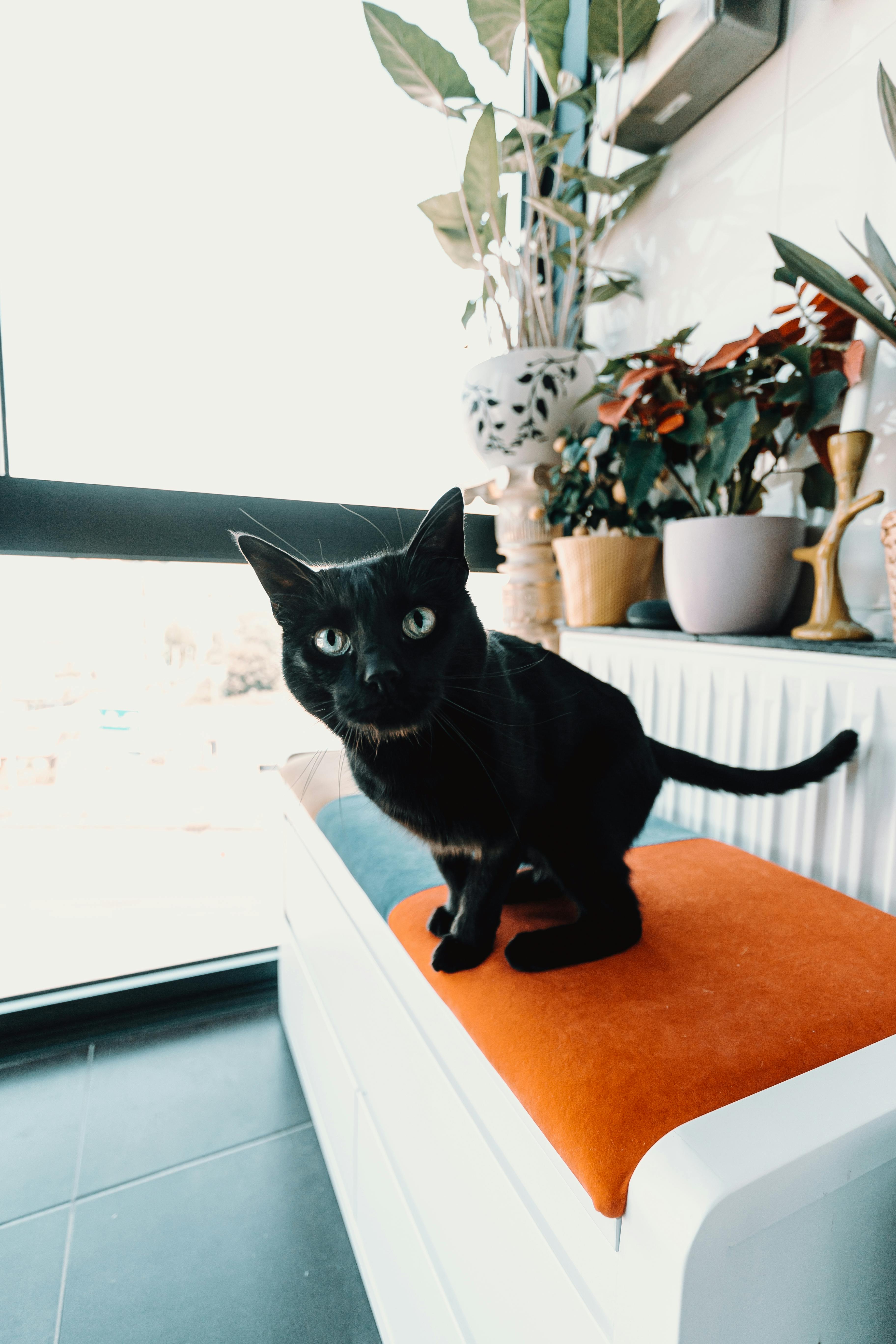 Top View Photo of Cat Looking at the Window · Free Stock Photo