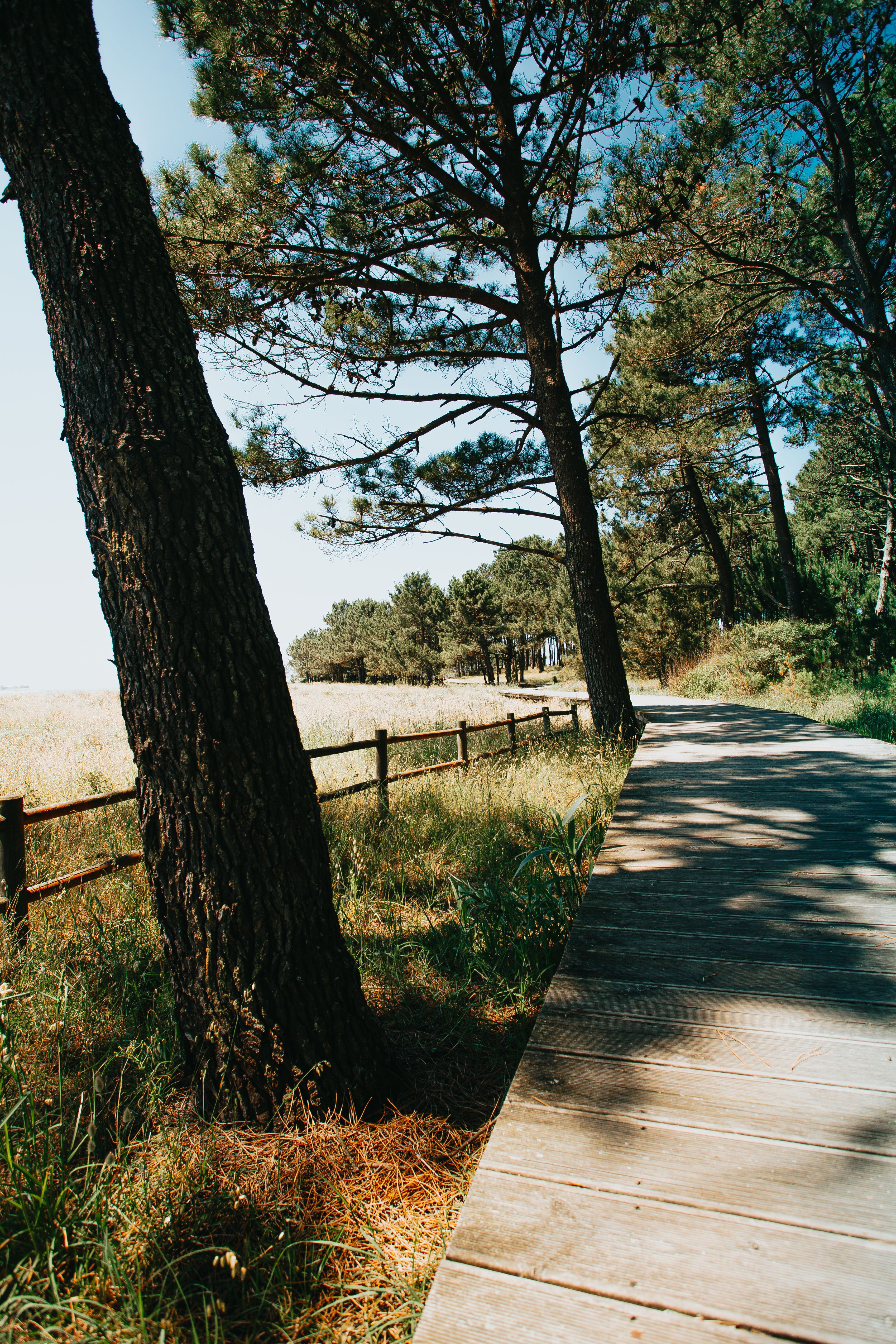 Wooden walkway in countryside at daytime · Free Stock Photo