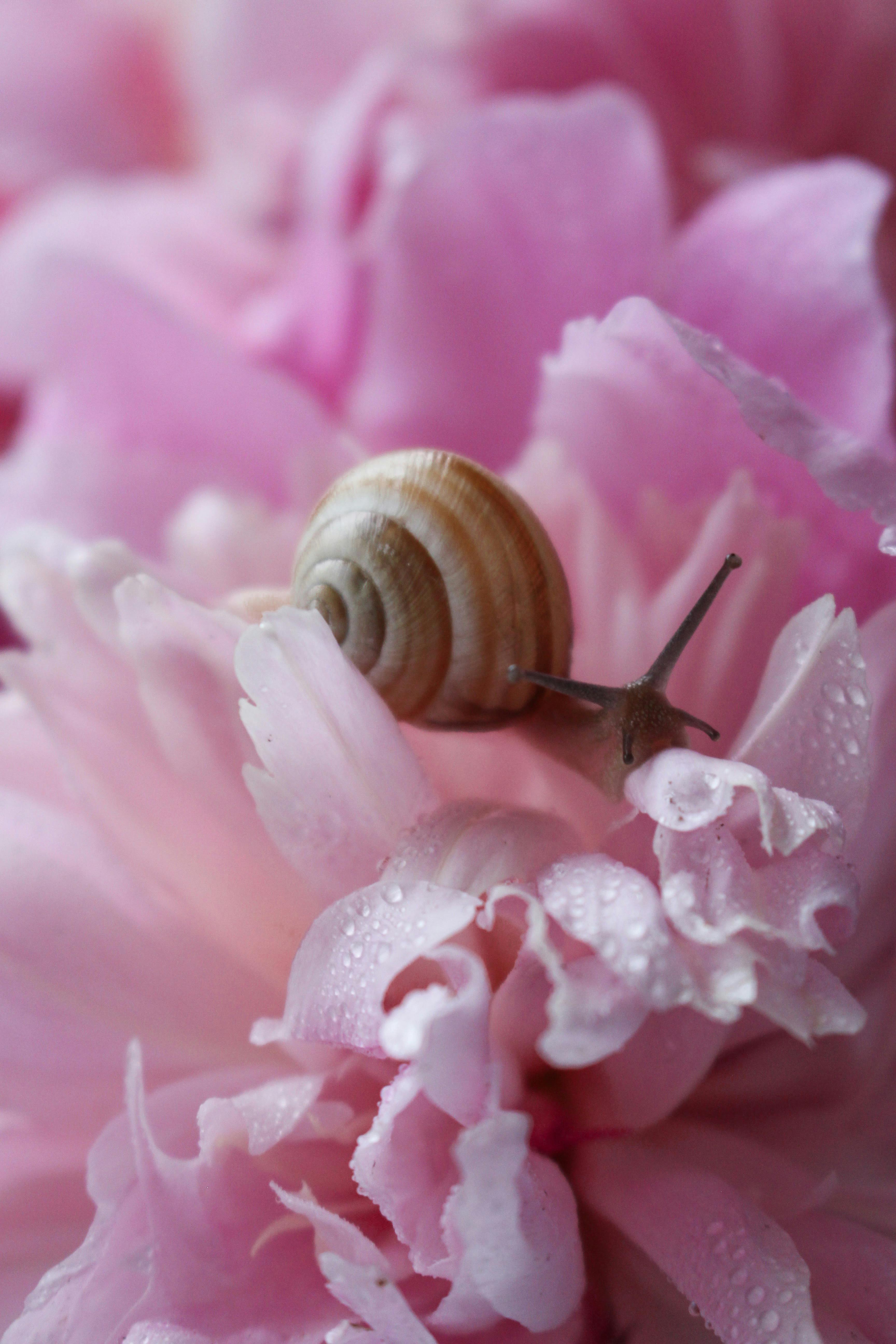 Brown Snail on Pink Flower · Free Stock Photo