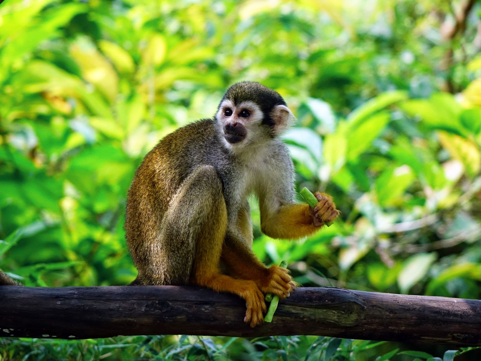Monkey Sticking Up Middle Finger Photos, Download The BEST Free Monkey ...