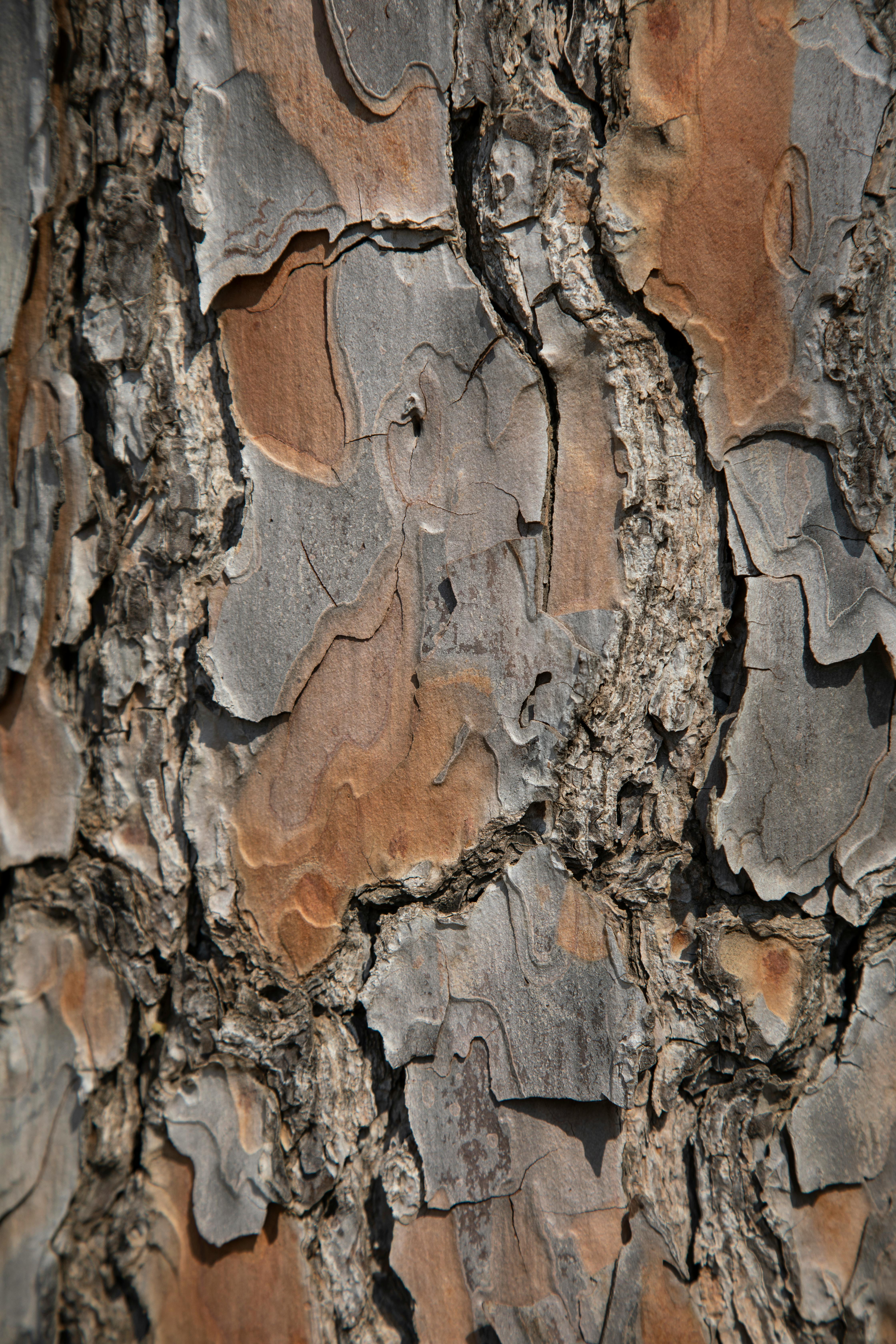 Close Up Shot of Brown Tree Trunk · Free Stock Photo