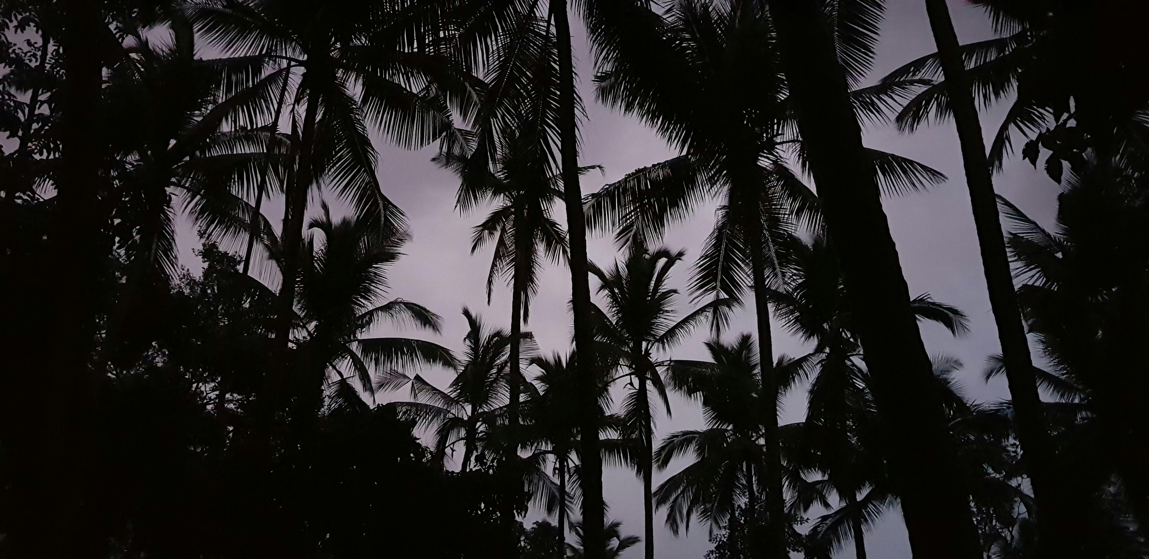 Sabin Kallara - 摄影