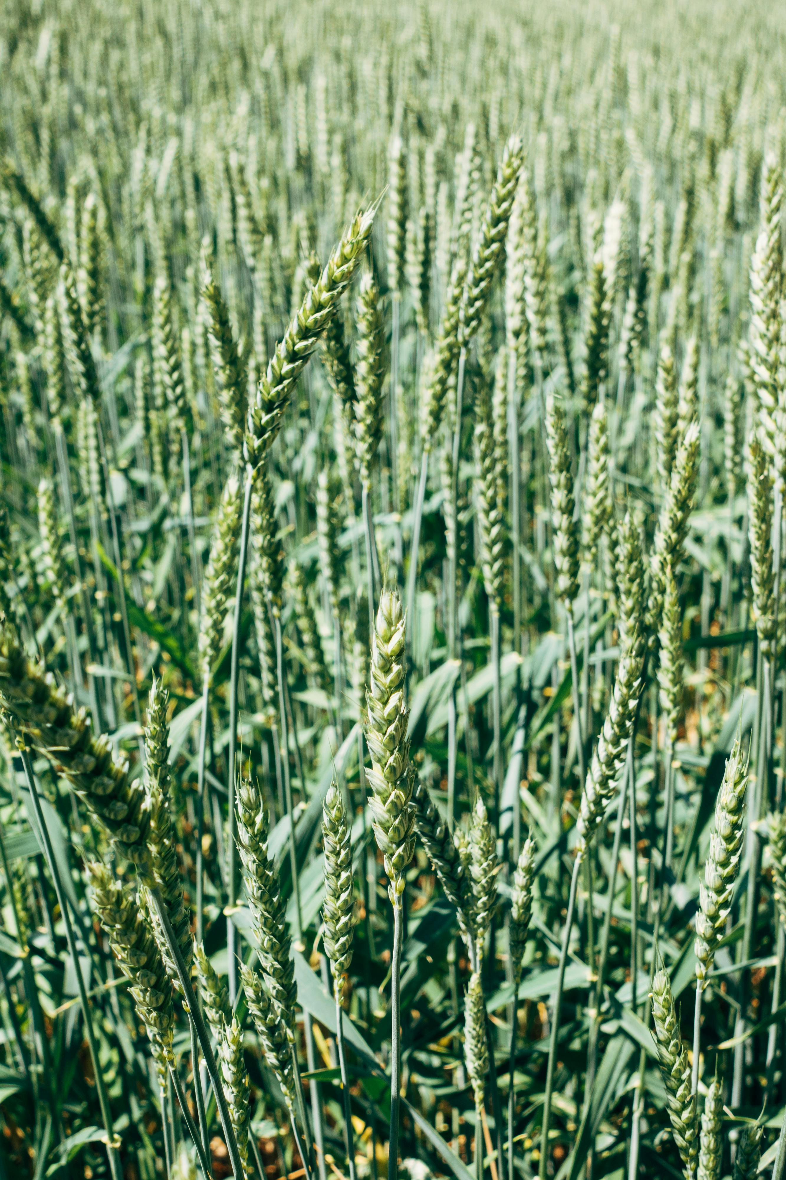 Photo of a People Sieving Wheat Grains · Free Stock Photo