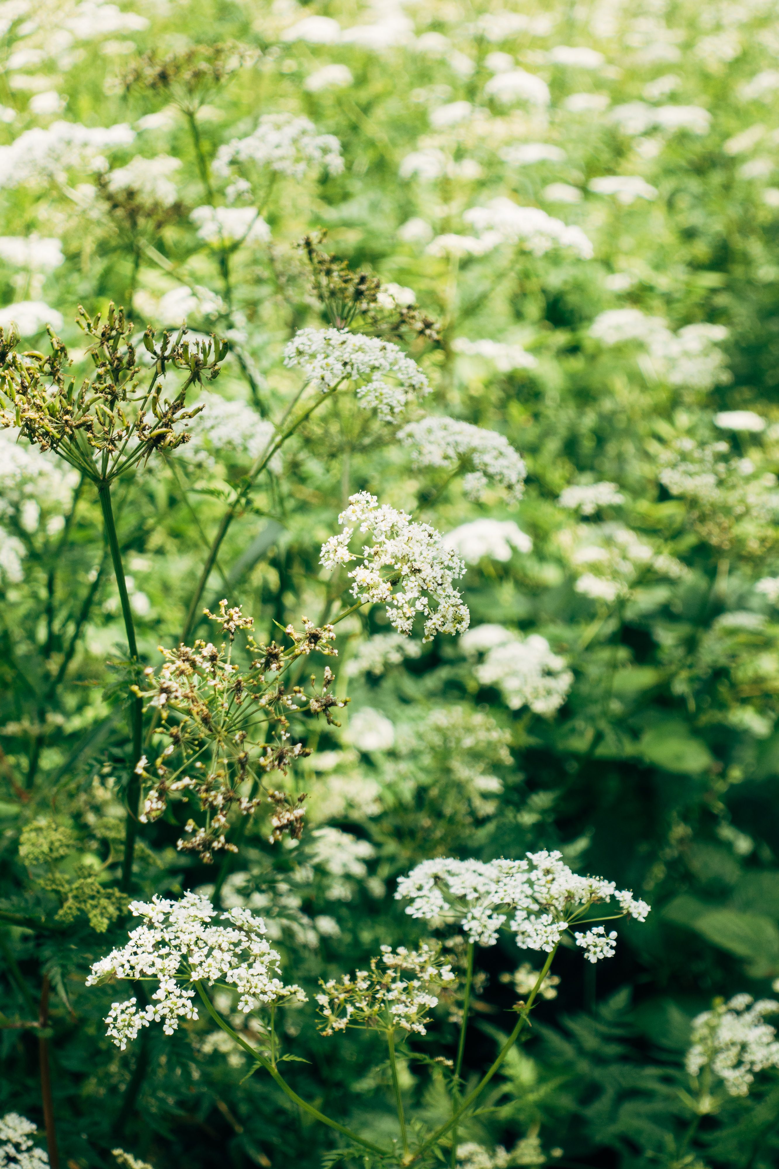 Yarrow Photos, Download Free Yarrow Stock Photos & HD Images