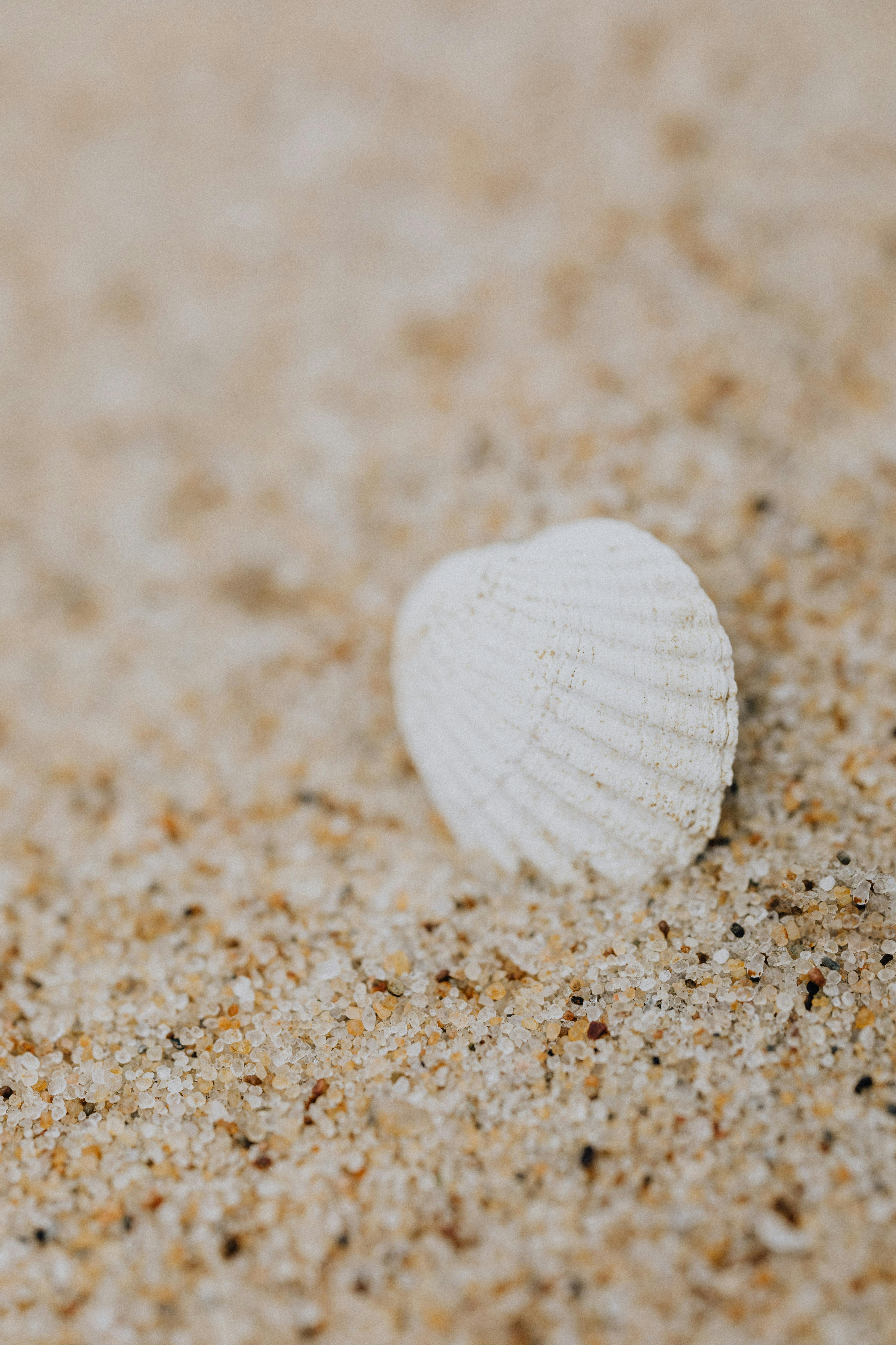 White Seashell on Brown Sand · Free Stock Photo