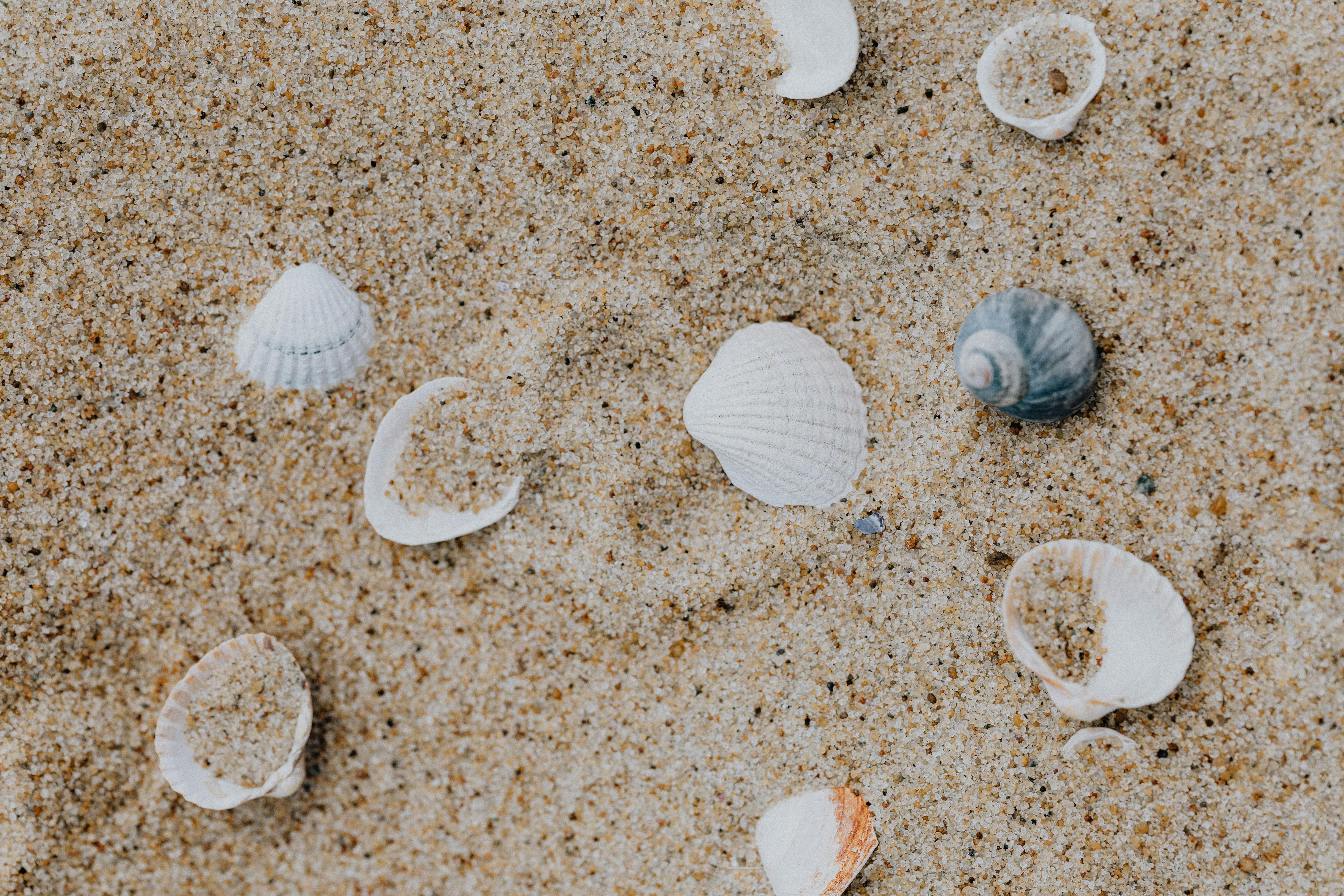60+ Best Clam Photos · 100% Free Download · Pexels Stock Photos