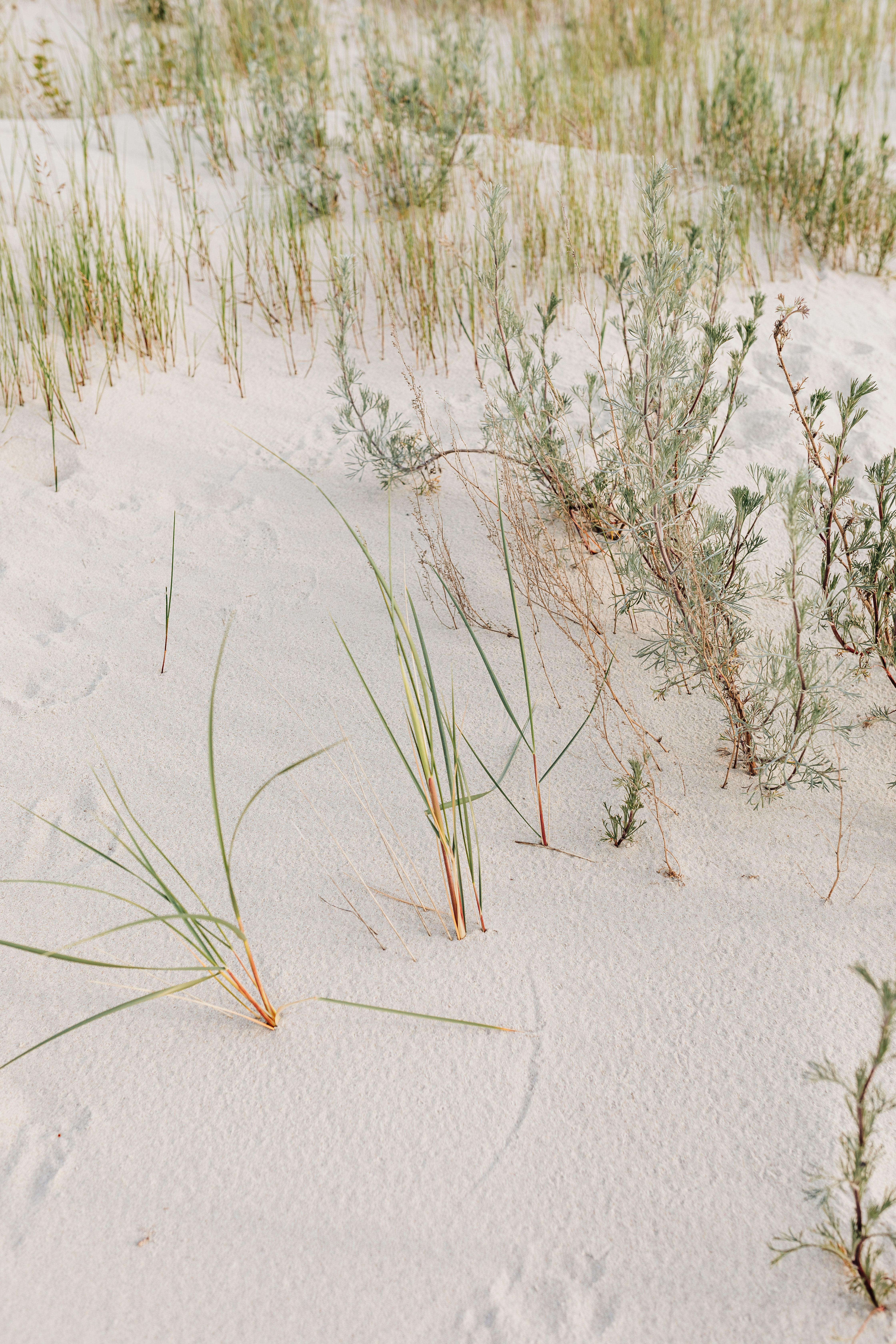 Grass Growing in Sand on the Beach · Free Stock Photo