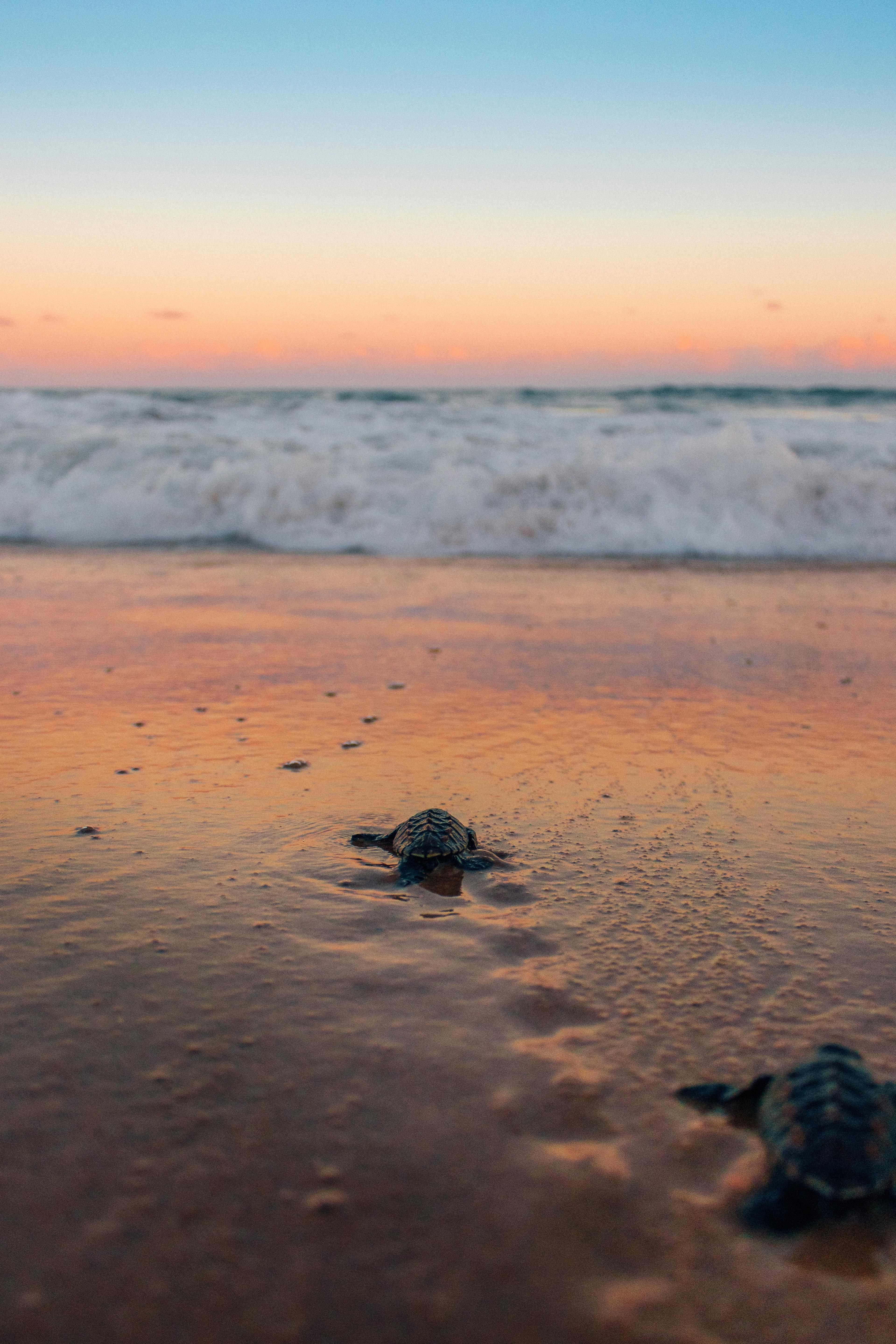 Sea Turtles Hatching Photos, Download The BEST Free Sea Turtles ...