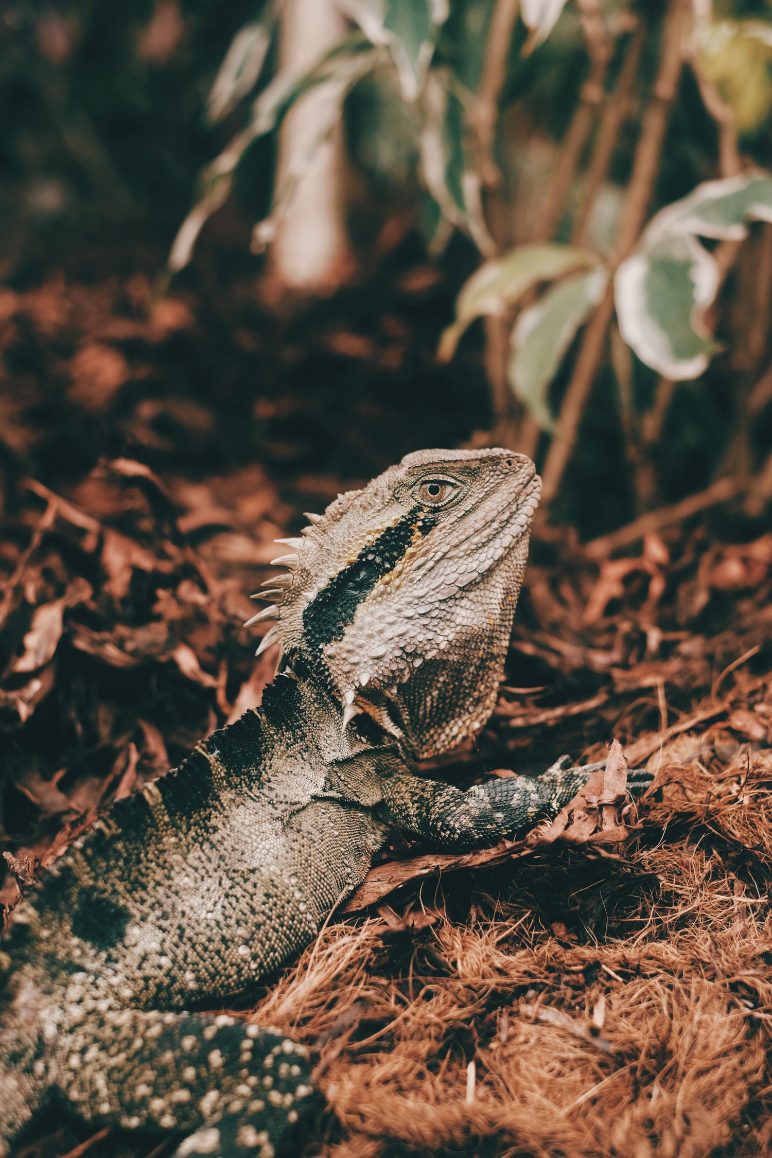 Brown And Black Bearded Dragon On Brown Dried Leaves Free Stock Photo brown-and-black-bearded-dragon-on-brown-dried-leaves-free-stock-photo
