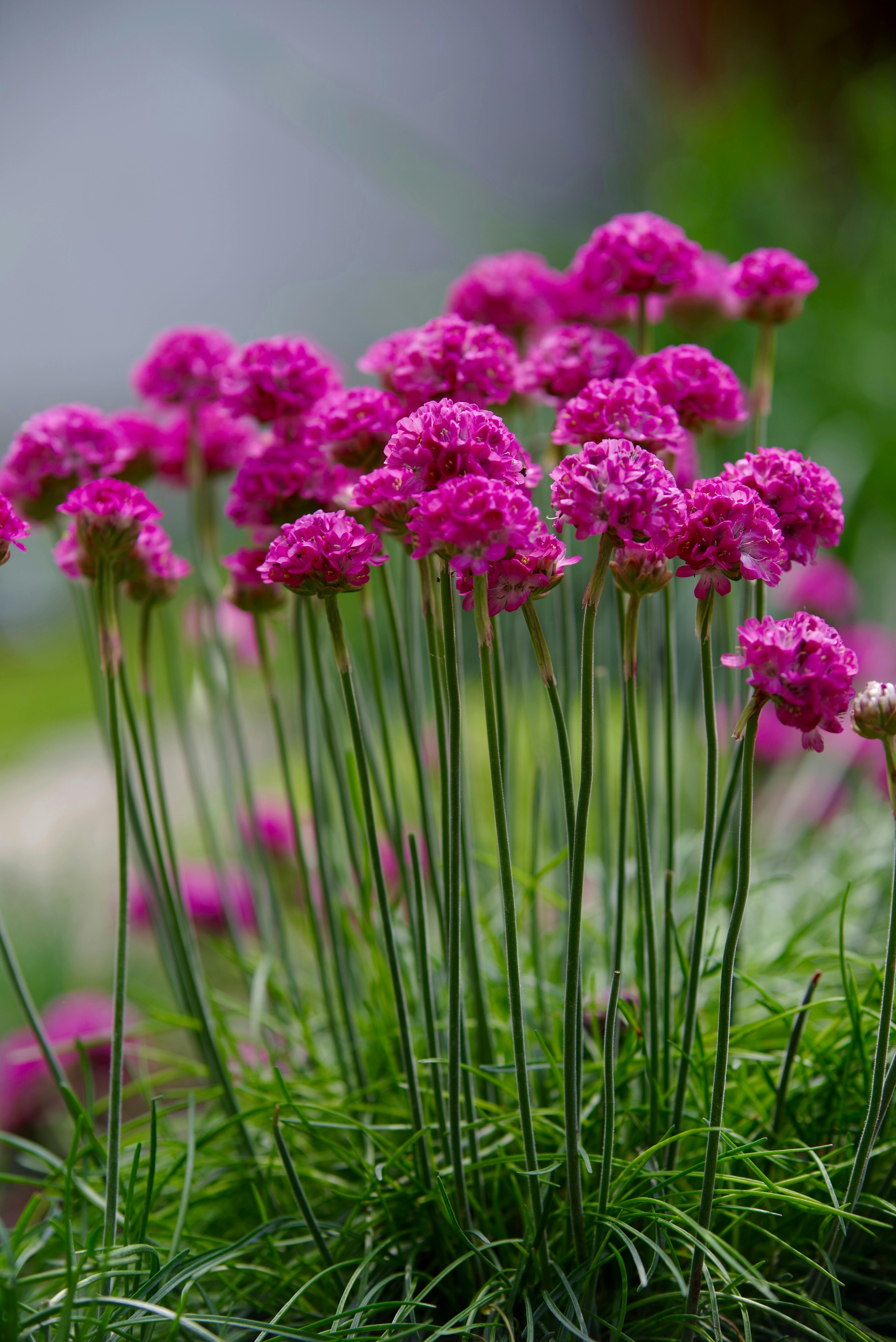Close-Up Shot of Armera Maritima Flowers in Bloom · Free Stock Photo