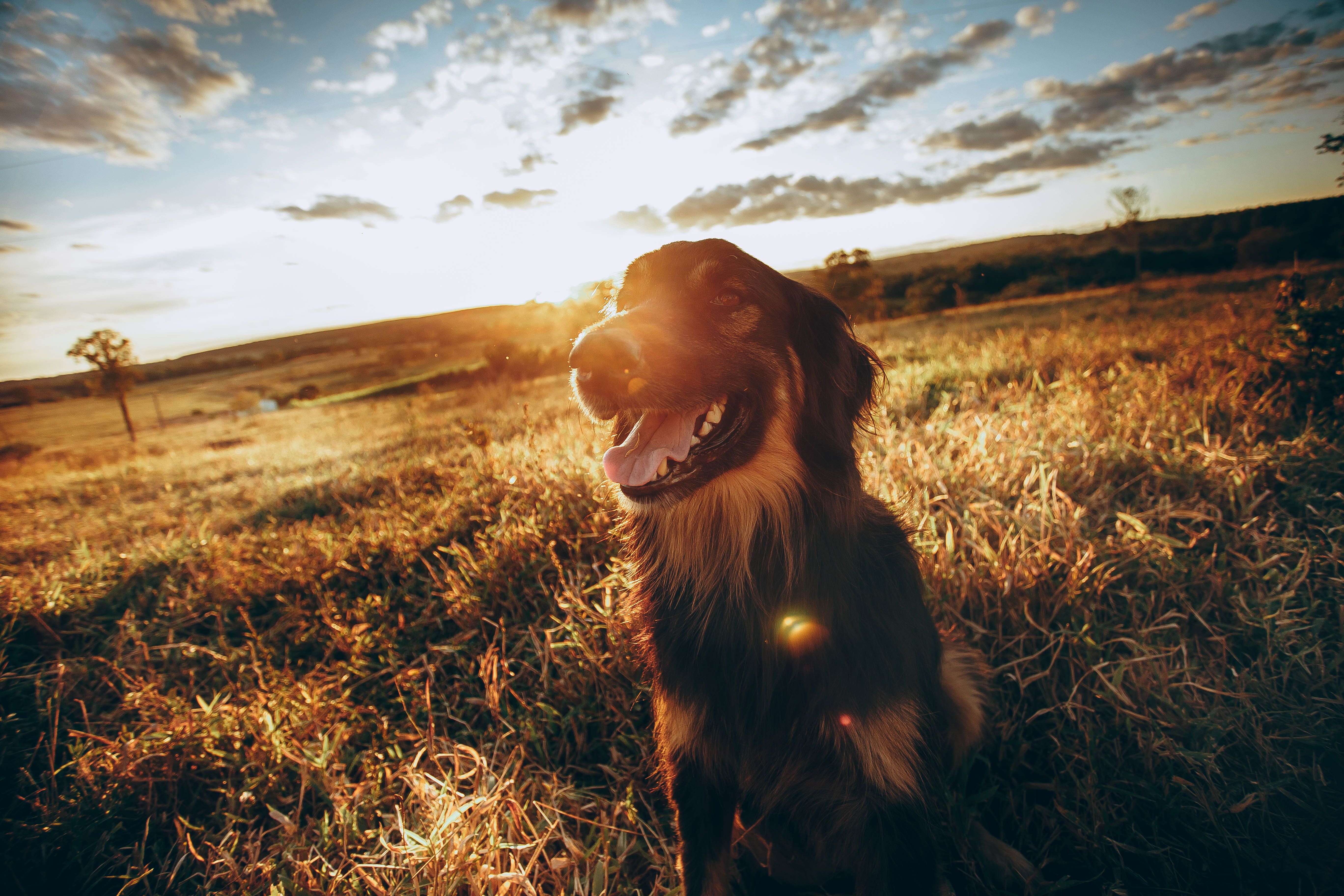Cute dog standing on grassy meadow · Free Stock Photo